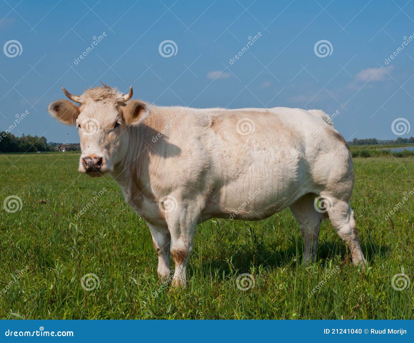 La Mucca Bianca Con I Corni Sta Proponendo in Prato Olandese Fotografia ...