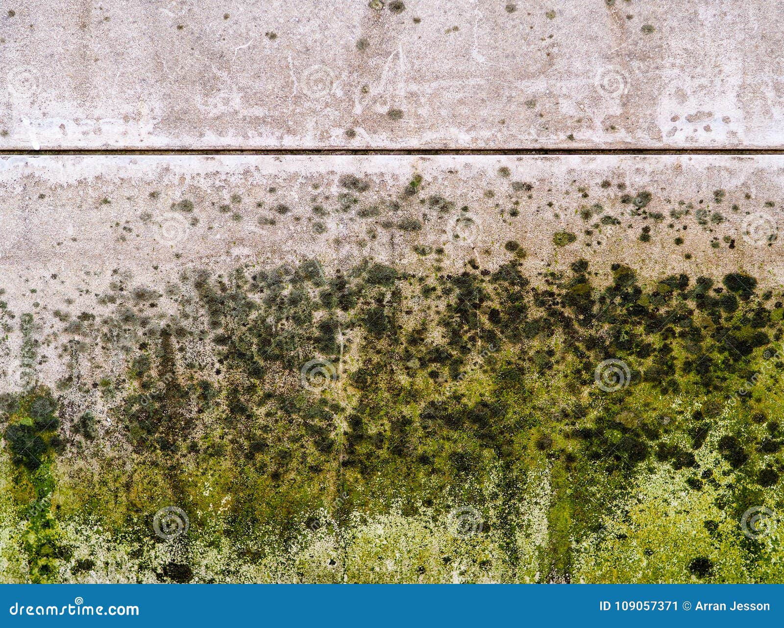 La Muffa Spesso Copre Una Parete Immagine Stock - Immagine di domestico ...