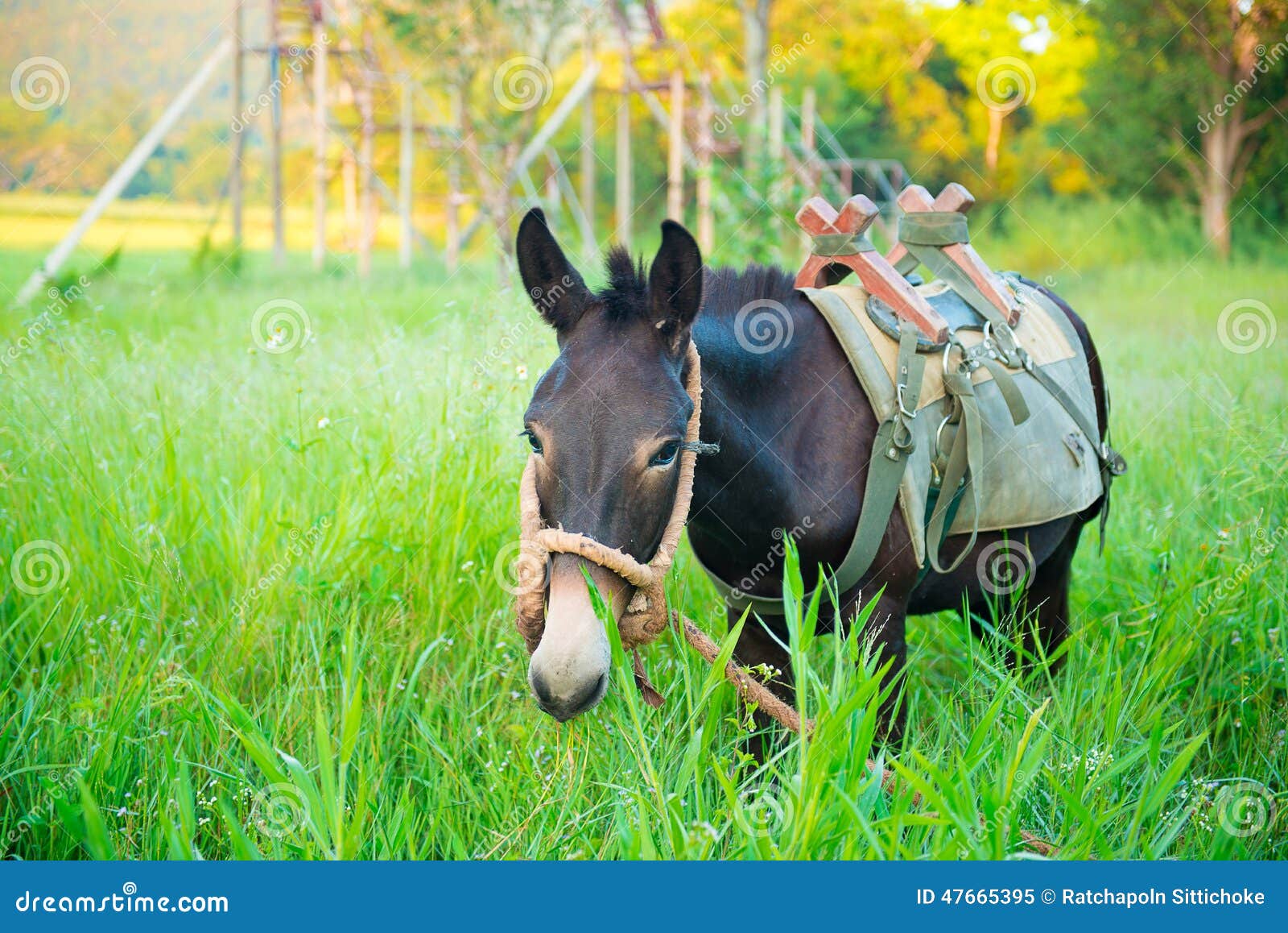 La mula pasta, burdégano imagen de archivo. Imagen de agricultura ...