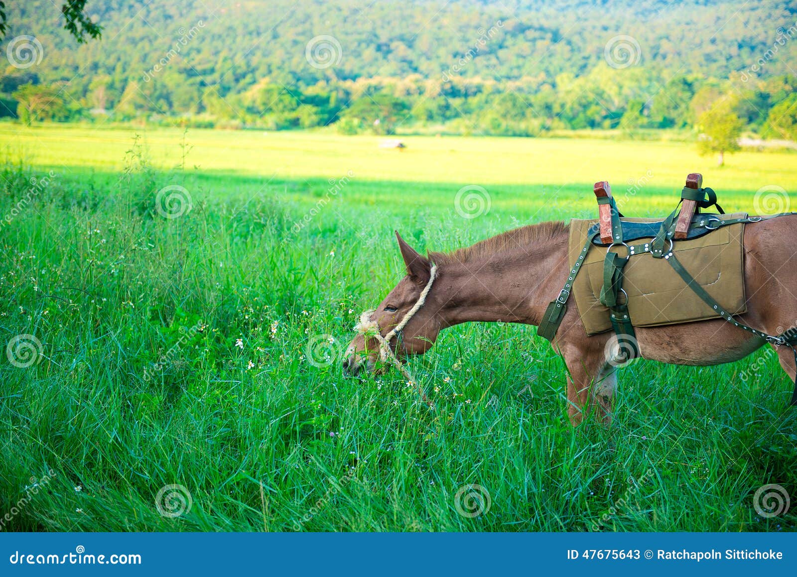 La mula pasta, burdégano imagen de archivo. Imagen de hierba - 47675643