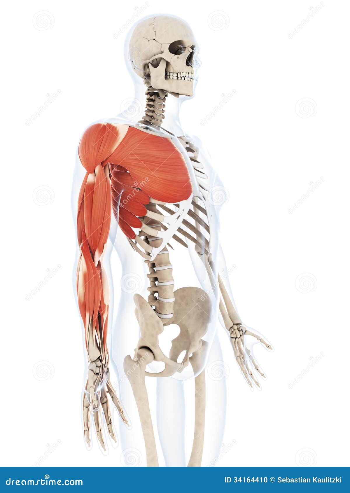 La musculatura del brazo stock de ilustración. Ilustración de huesos ...