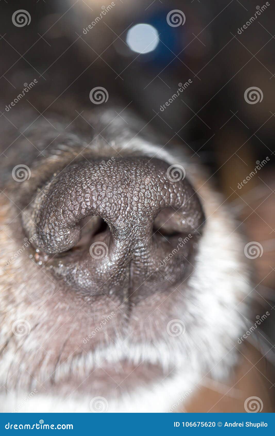La nariz de un perro Macro foto de archivo. Imagen de primer - 106675620