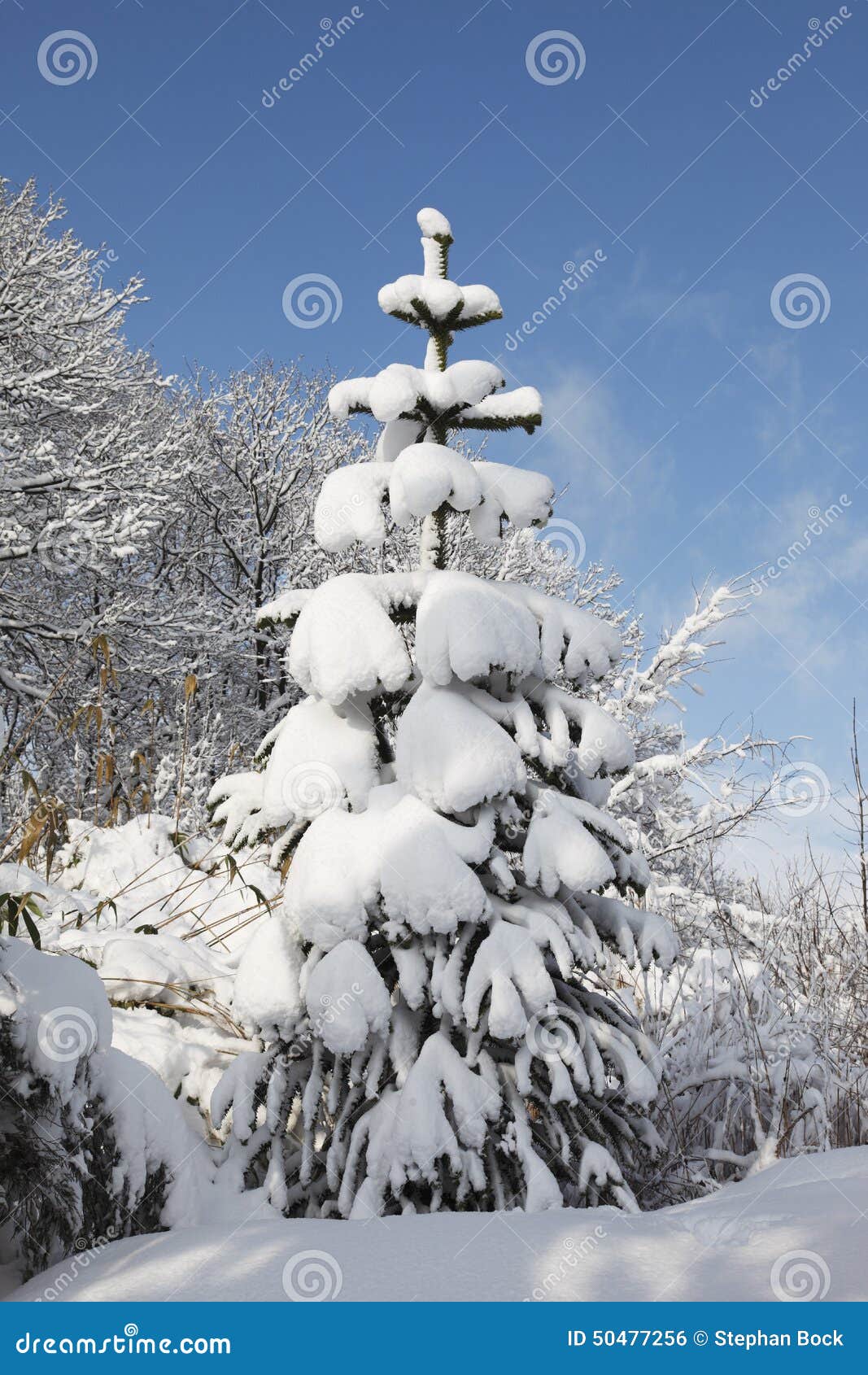 La Neige a Couvert L'arbre De Sapin Photo stock - Image of neige, hiver ...