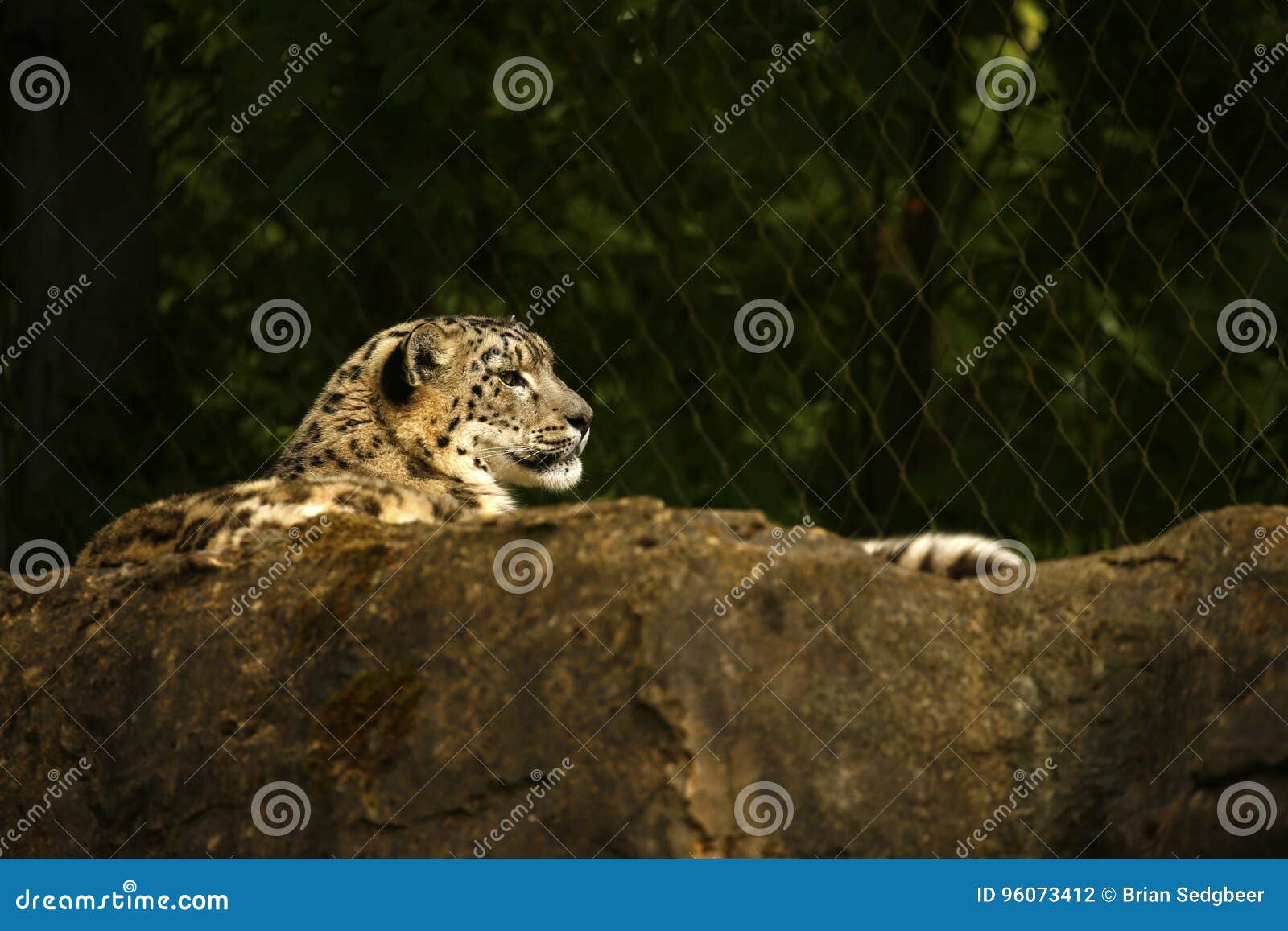 La onza hermosa foto de archivo. Imagen de acantilado - 96073412