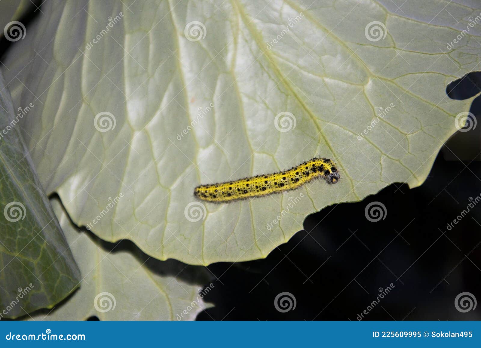 La Oruga Devora Hojas De Col. Un Gusano En Un Closet De Col Imagen de ...