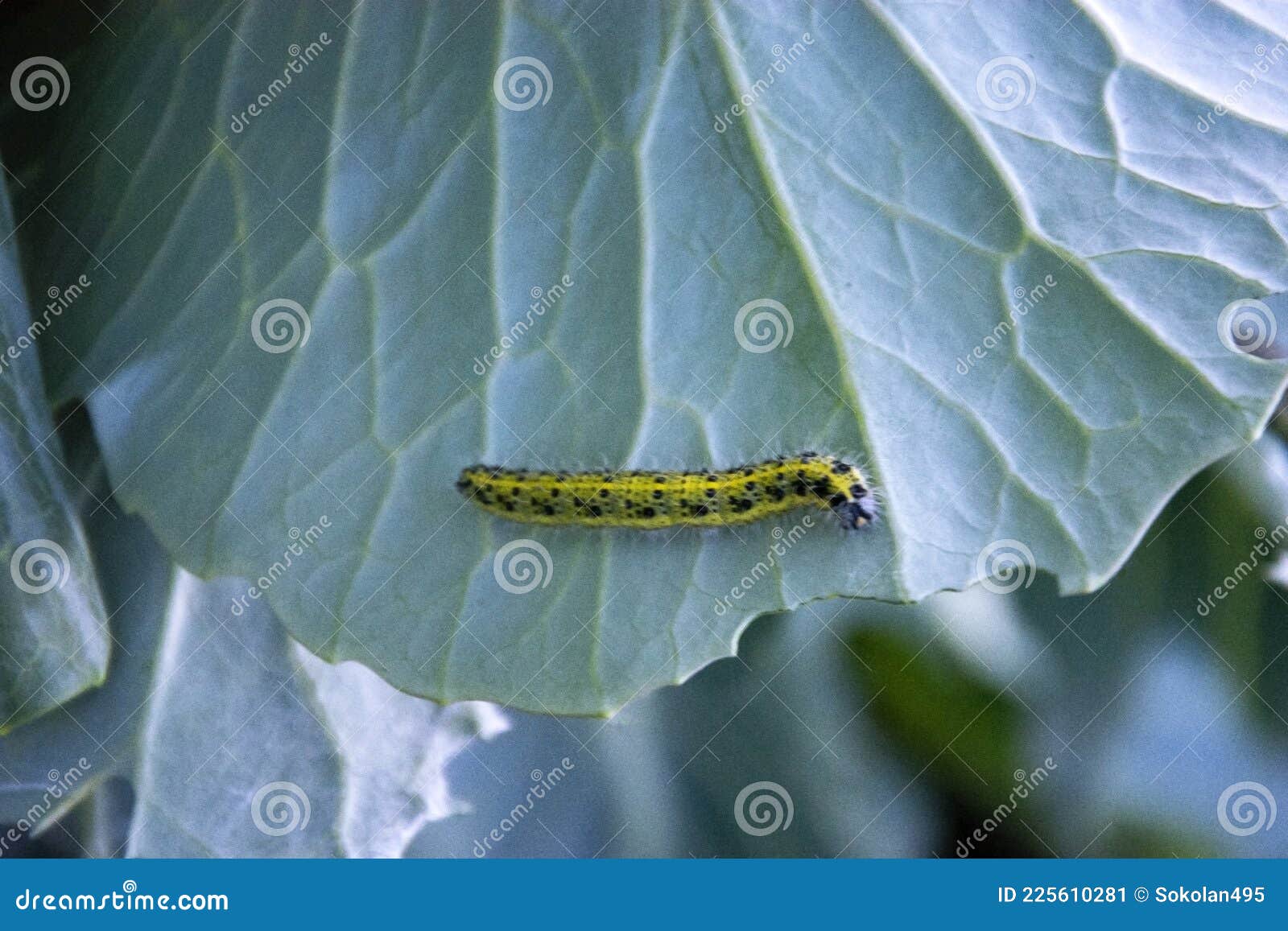 La Oruga Devora Hojas De Col Verde. Un Gusano En Un Closet De Col ...