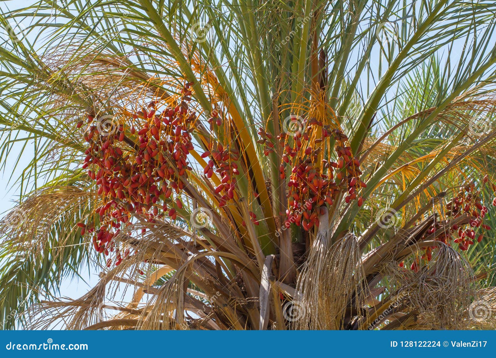 La Palma Datilera Da Fruto, Racimo De Frutas De La Fecha Foto de ...