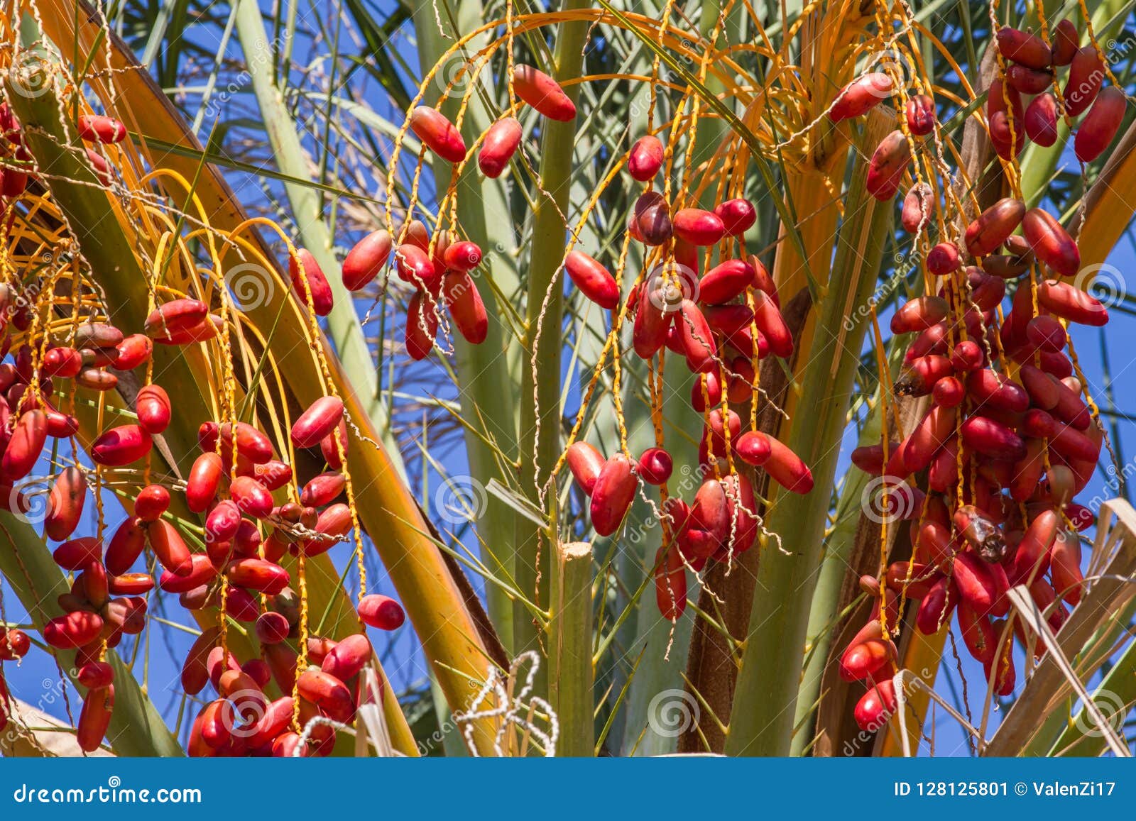 La Palma Datilera Da Fruto, Racimo De Frutas De La Fecha Imagen de ...
