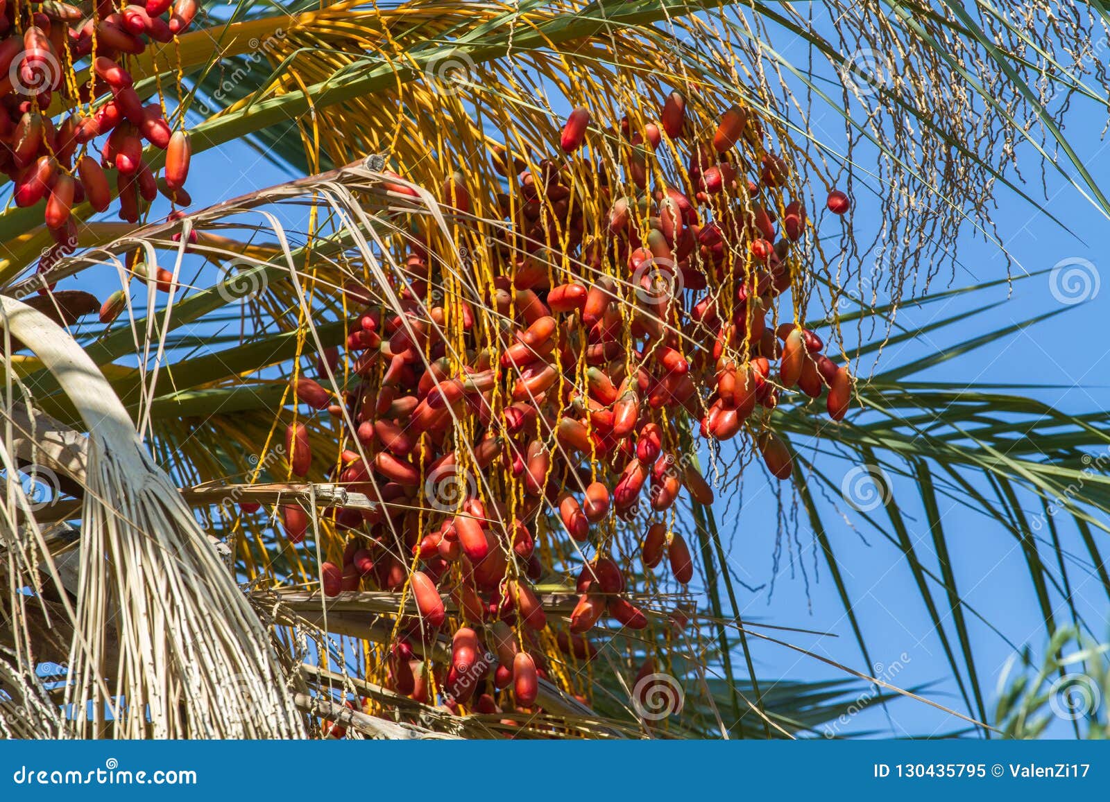 La Palma Datilera Da Fruto, Racimo De Frutas De La Fecha Imagen de ...
