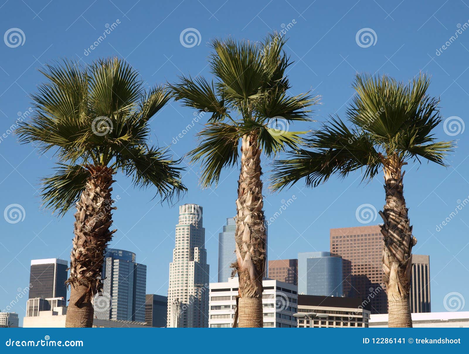 LA Palms stock image. Image of palm, tall, city, towers - 12286141