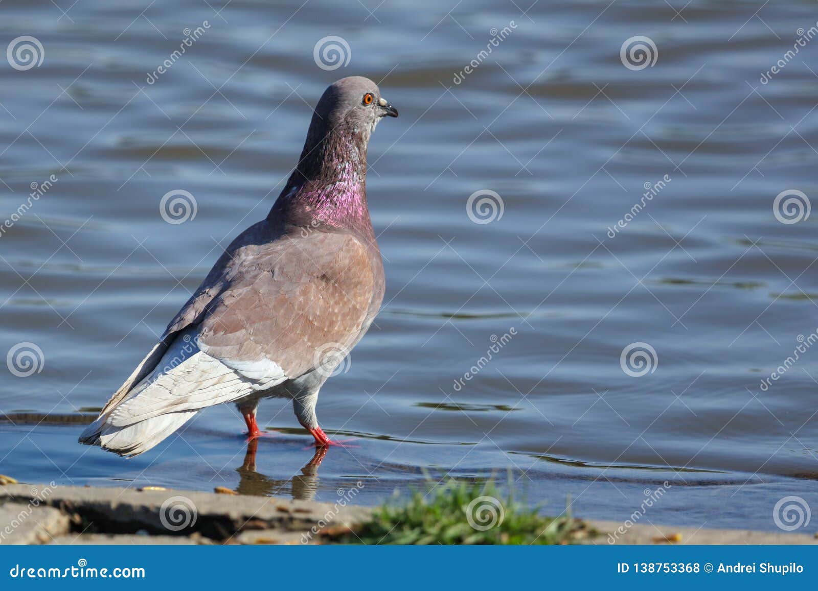 La Paloma Bebe El Agua En El Lago Foto de archivo - Imagen de encarnado ...