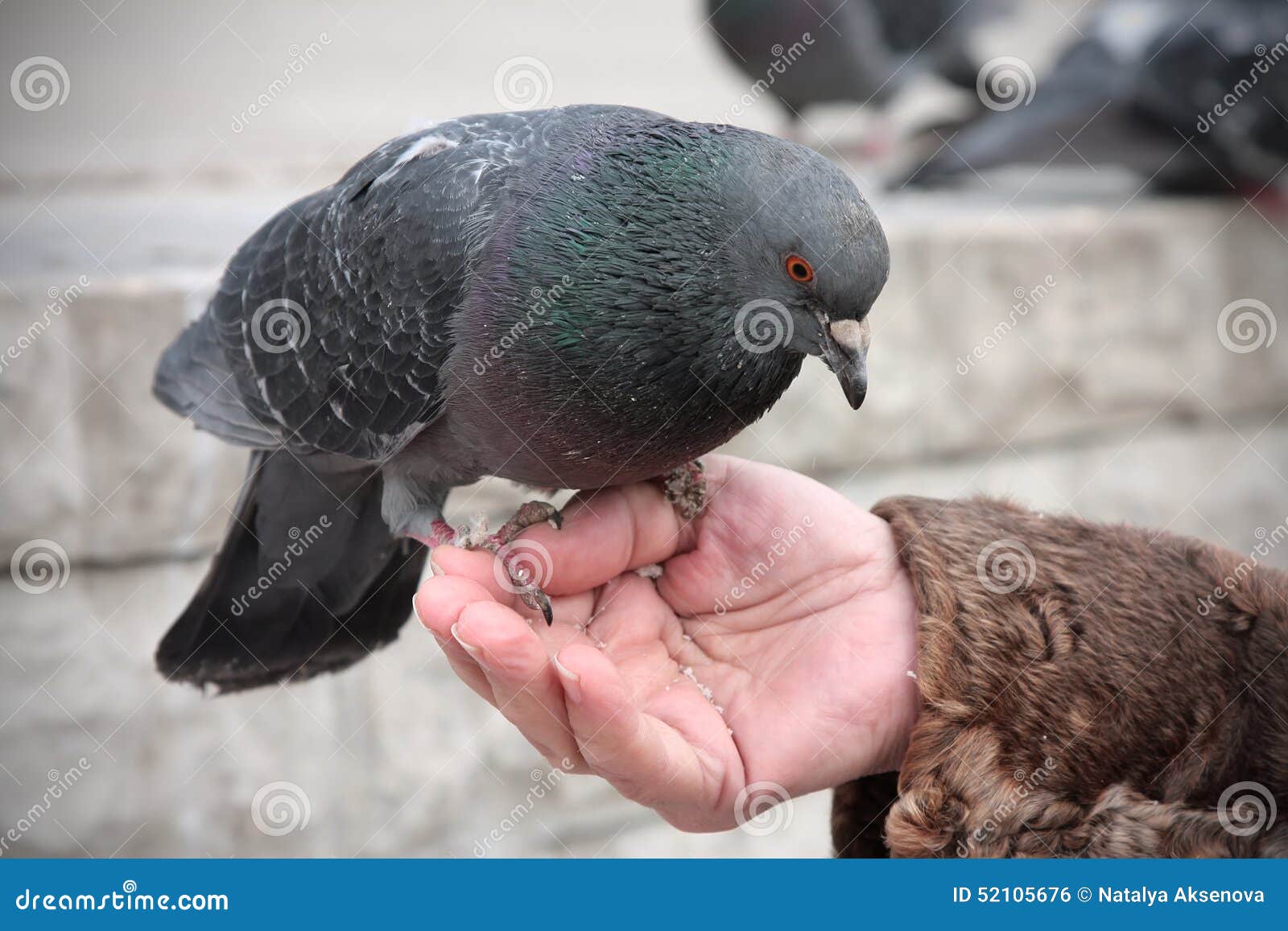 La Paloma Come La Comida De Una Mano Foto de archivo - Imagen de madera ...