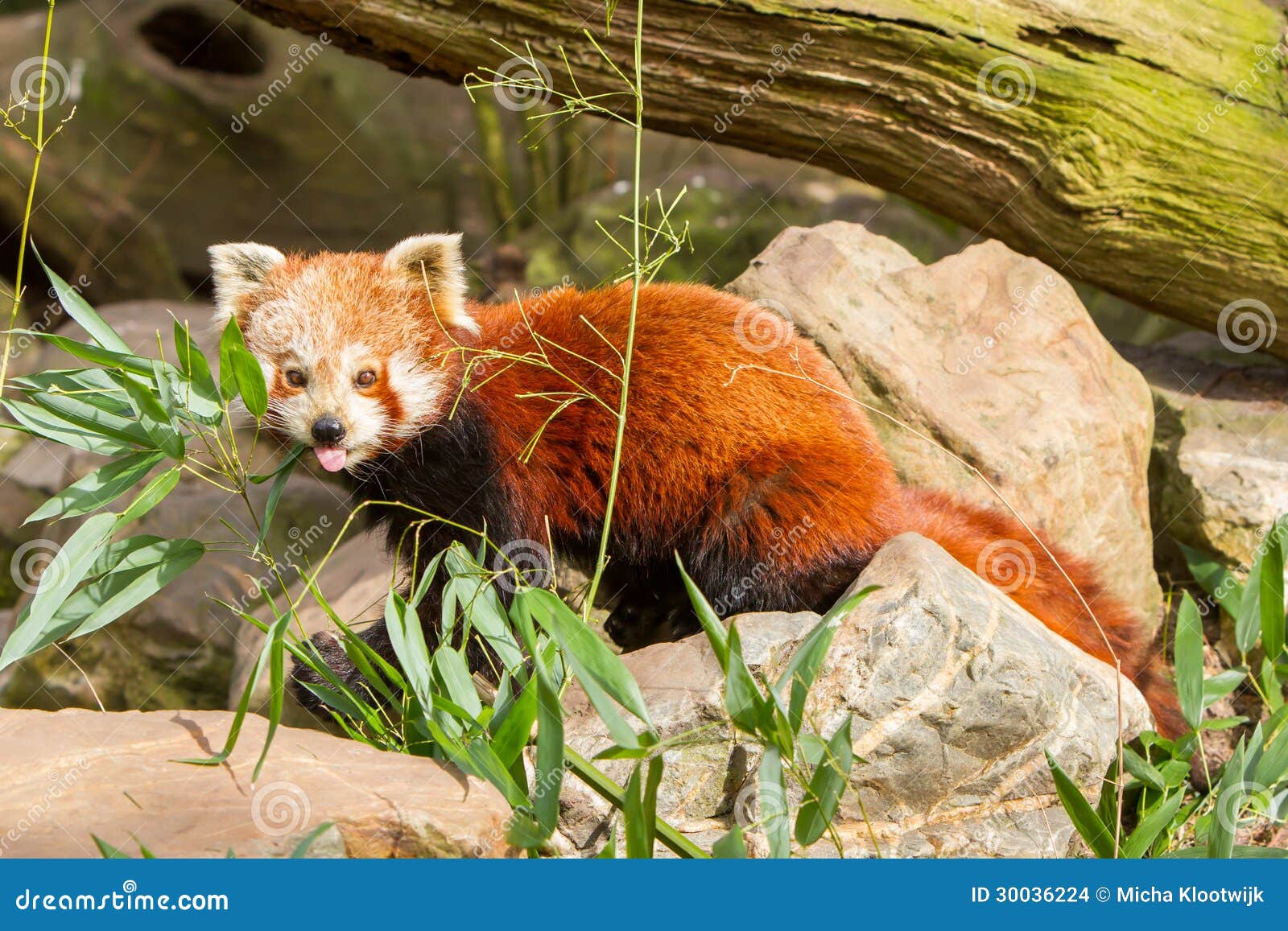 La Panda Roja, El Firefox O Lesser Panda Foto de archivo - Imagen de ...