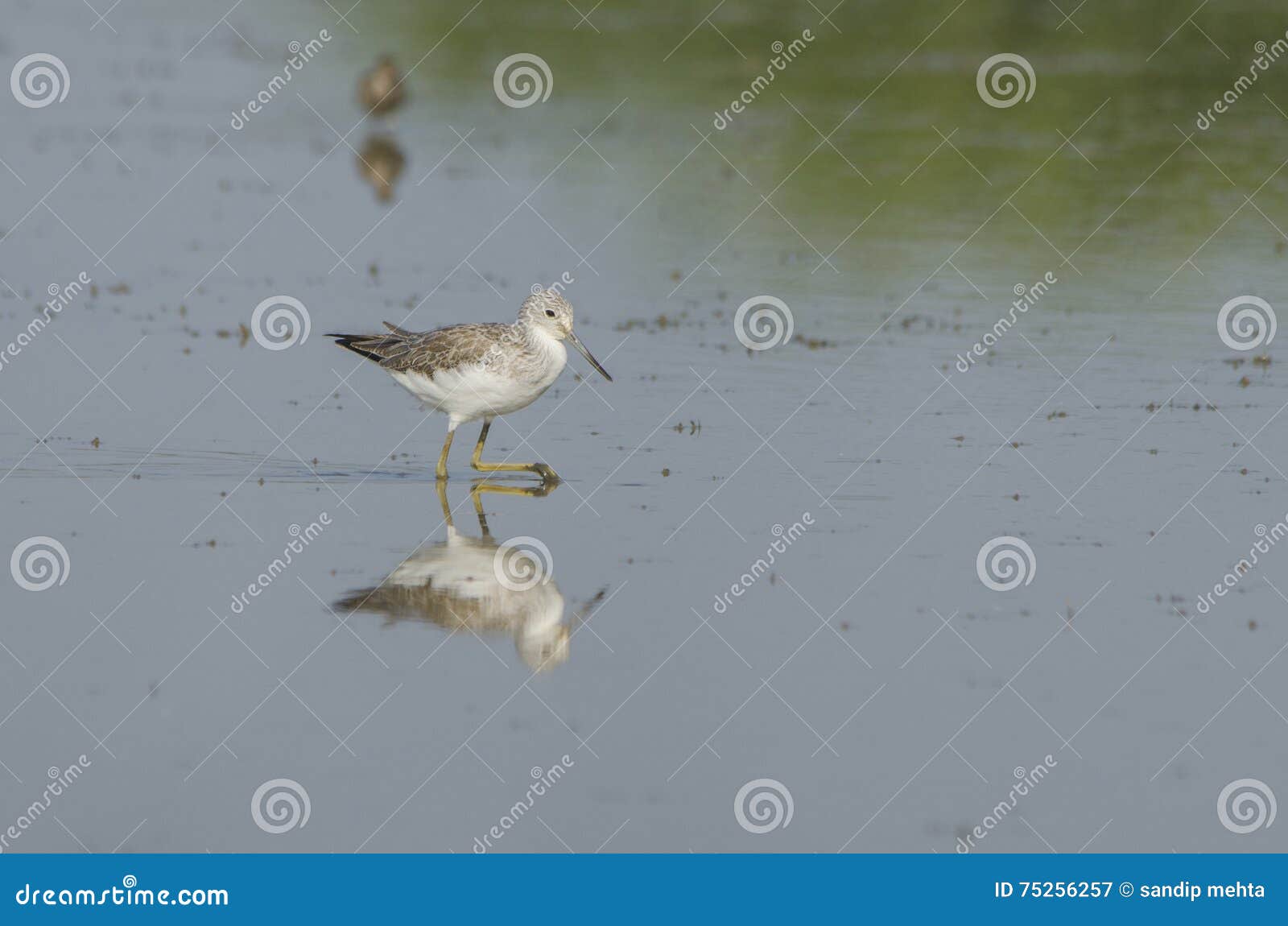 La pantana comune immagine stock. Immagine di onde, tipico - 75256257