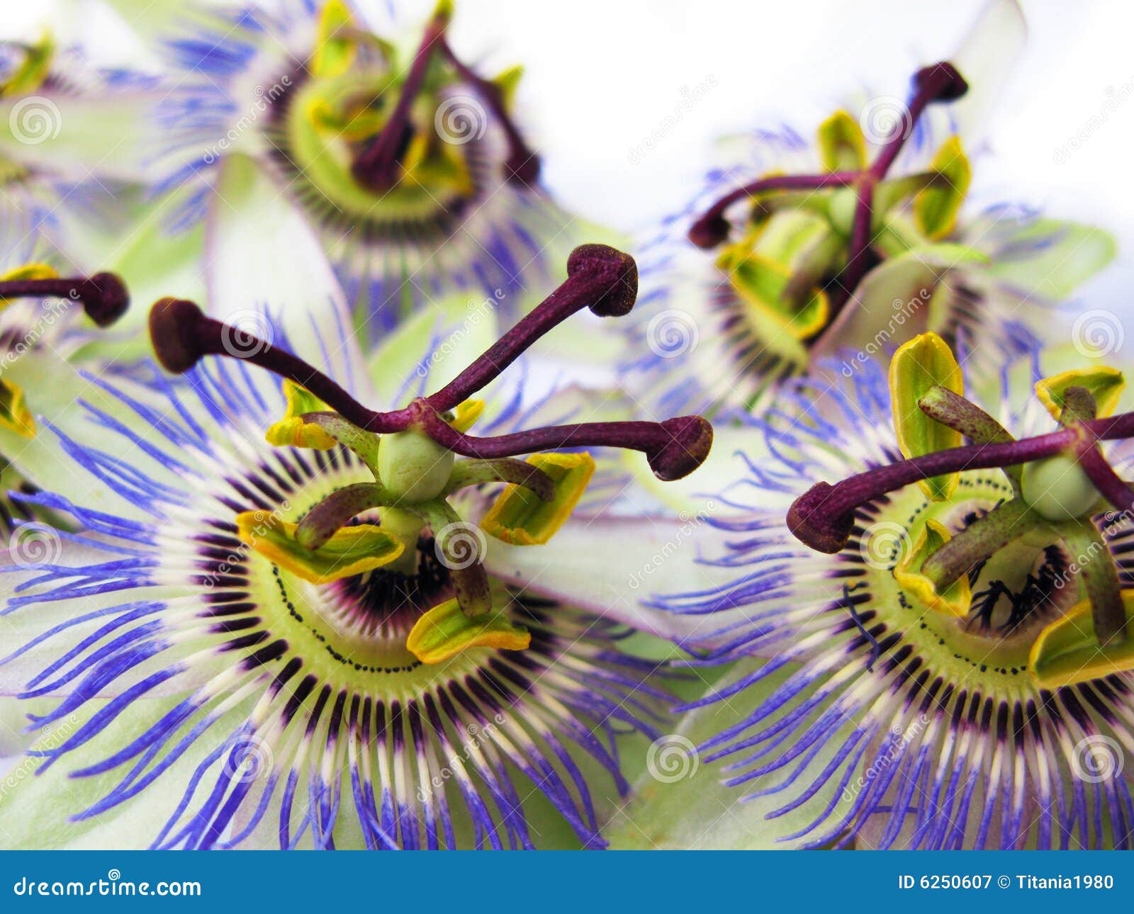 La Passion Fleurit Le Plan Rapproché Image stock - Image du pistil ...