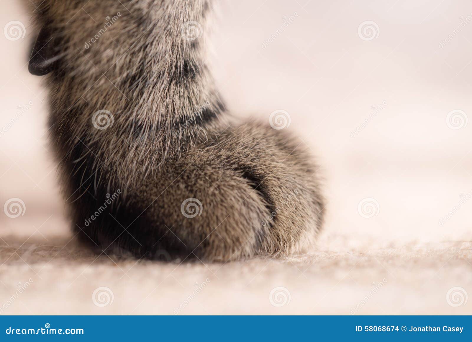 La Patte De Grand Tabby Cat Photo stock - Image du noirs, félin: 58068674