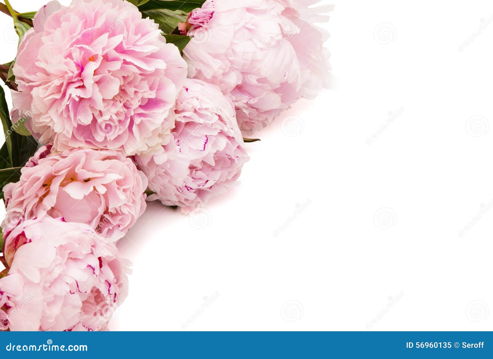 La peonia rosa immagine stock. Immagine di fresco, fragile - 56960135