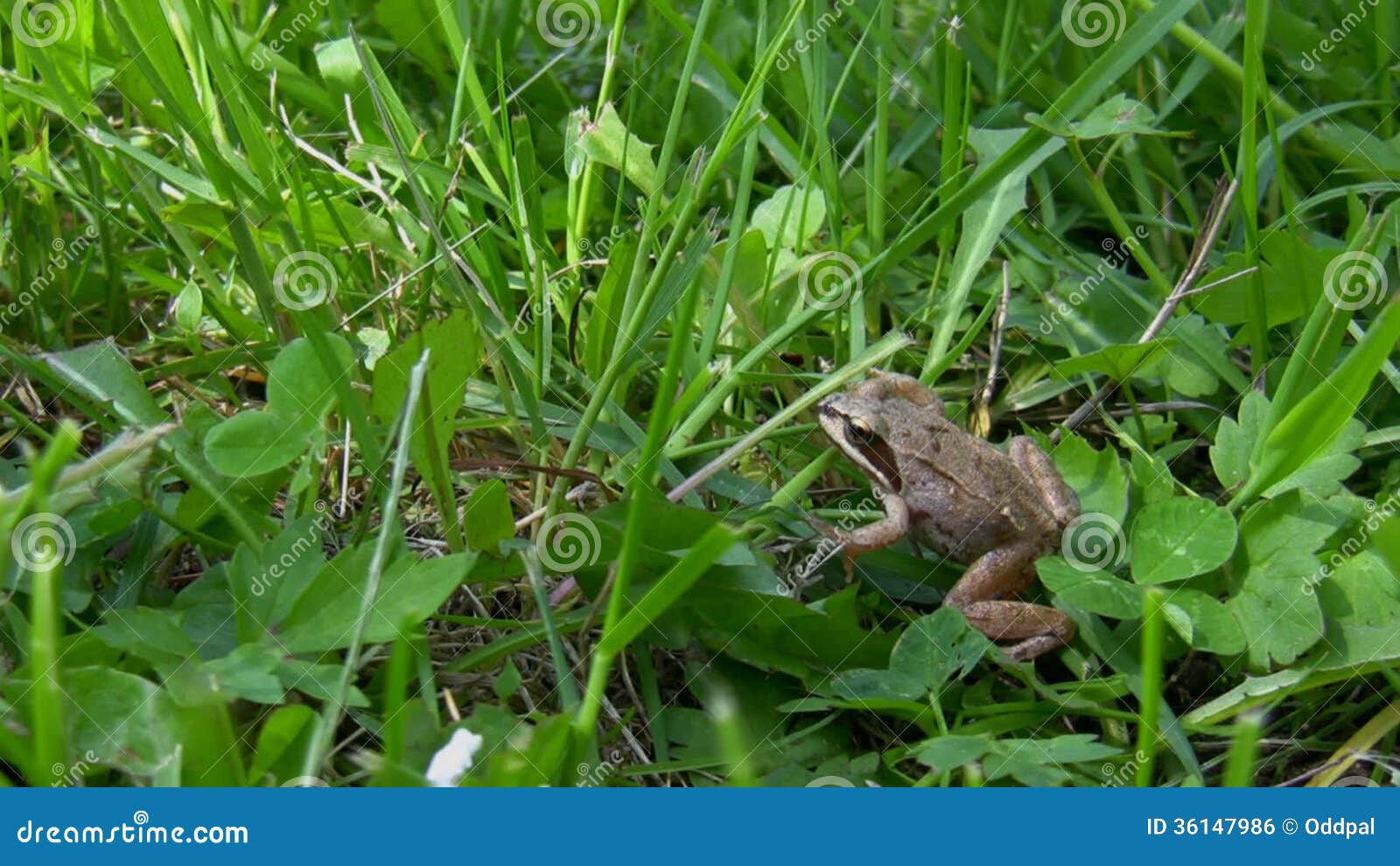 La Pequeña Rana Salta De Bastidor Almacen De Metraje De Vídeo - Vídeo ...