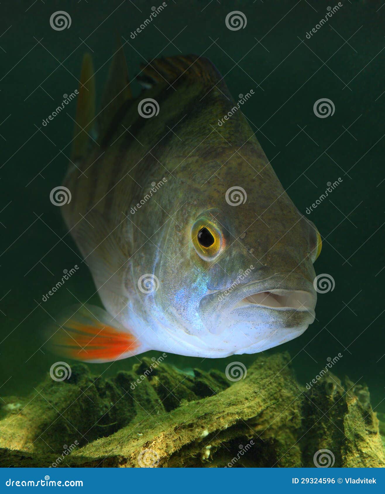 La Perca Europea (fluviatilis Del Perca). Foto de archivo - Imagen de ...