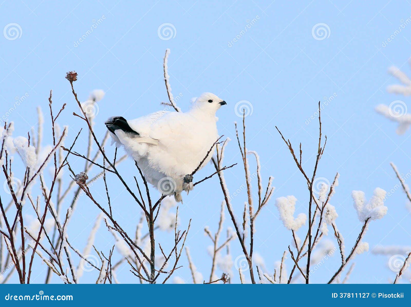 La perdiz blanca imagen de archivo. Imagen de invierno - 37811127