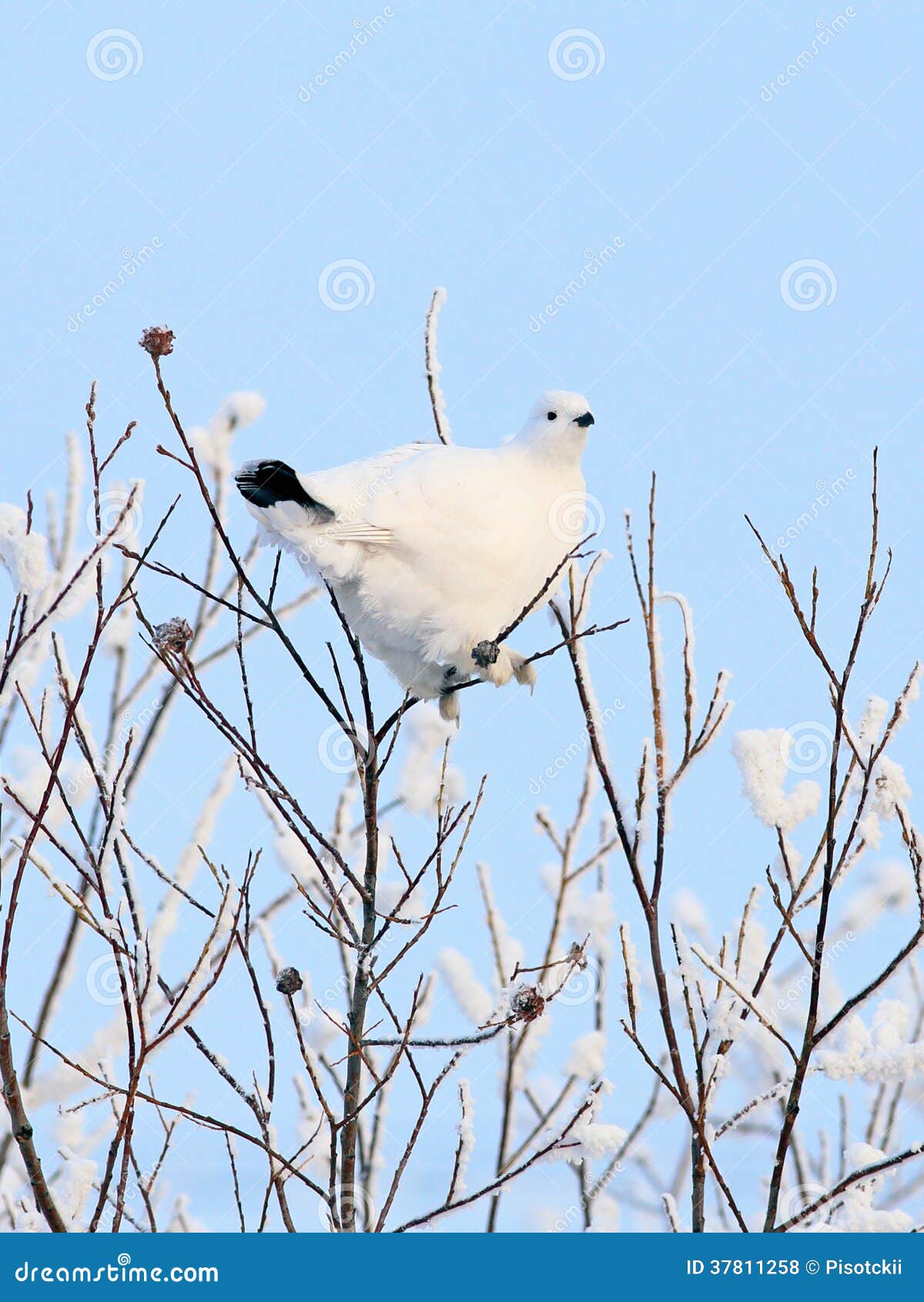 La perdiz blanca foto de archivo. Imagen de blanco, tundra - 37811258