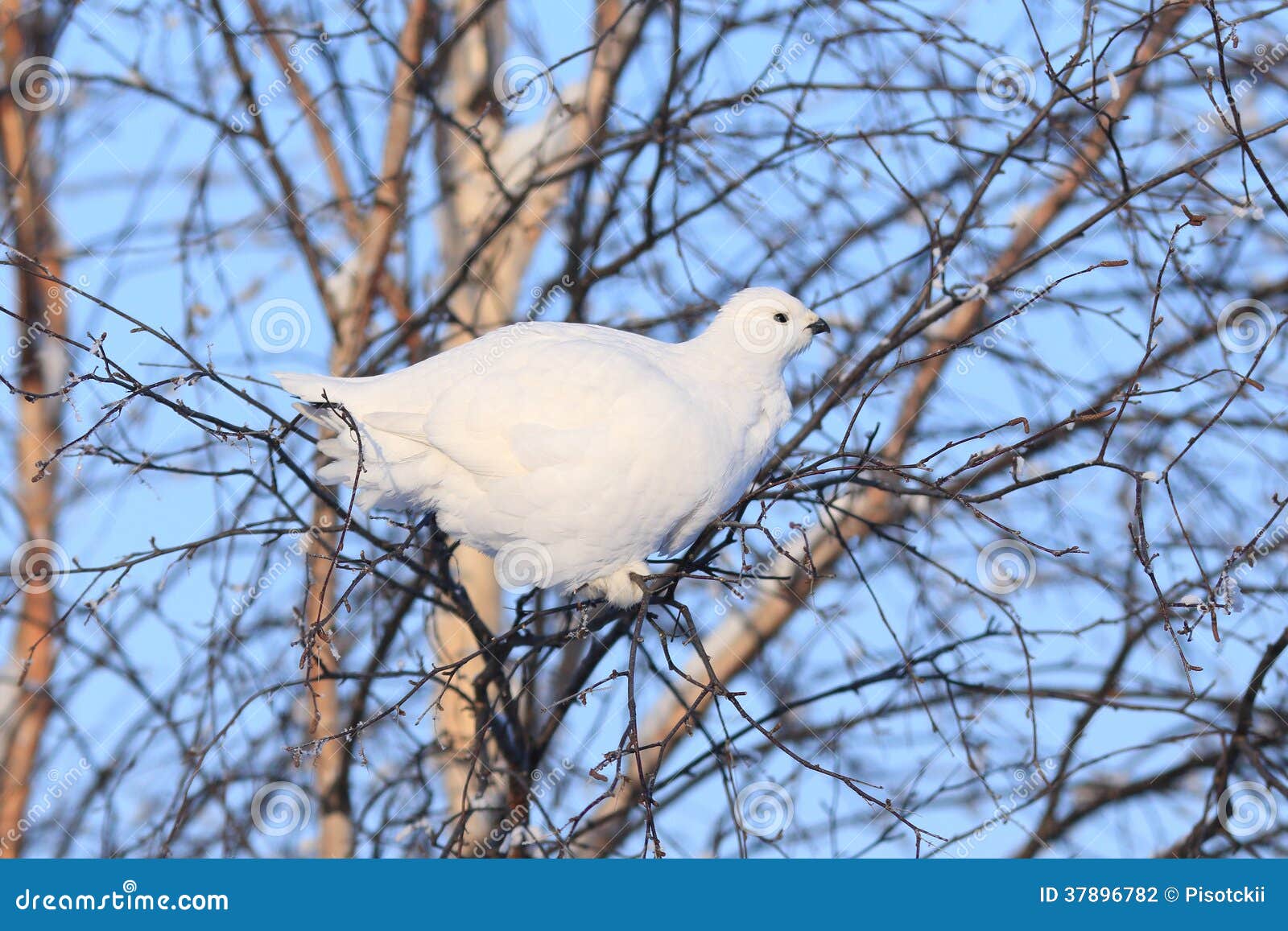 La perdiz blanca foto de archivo. Imagen de estacional - 37896782