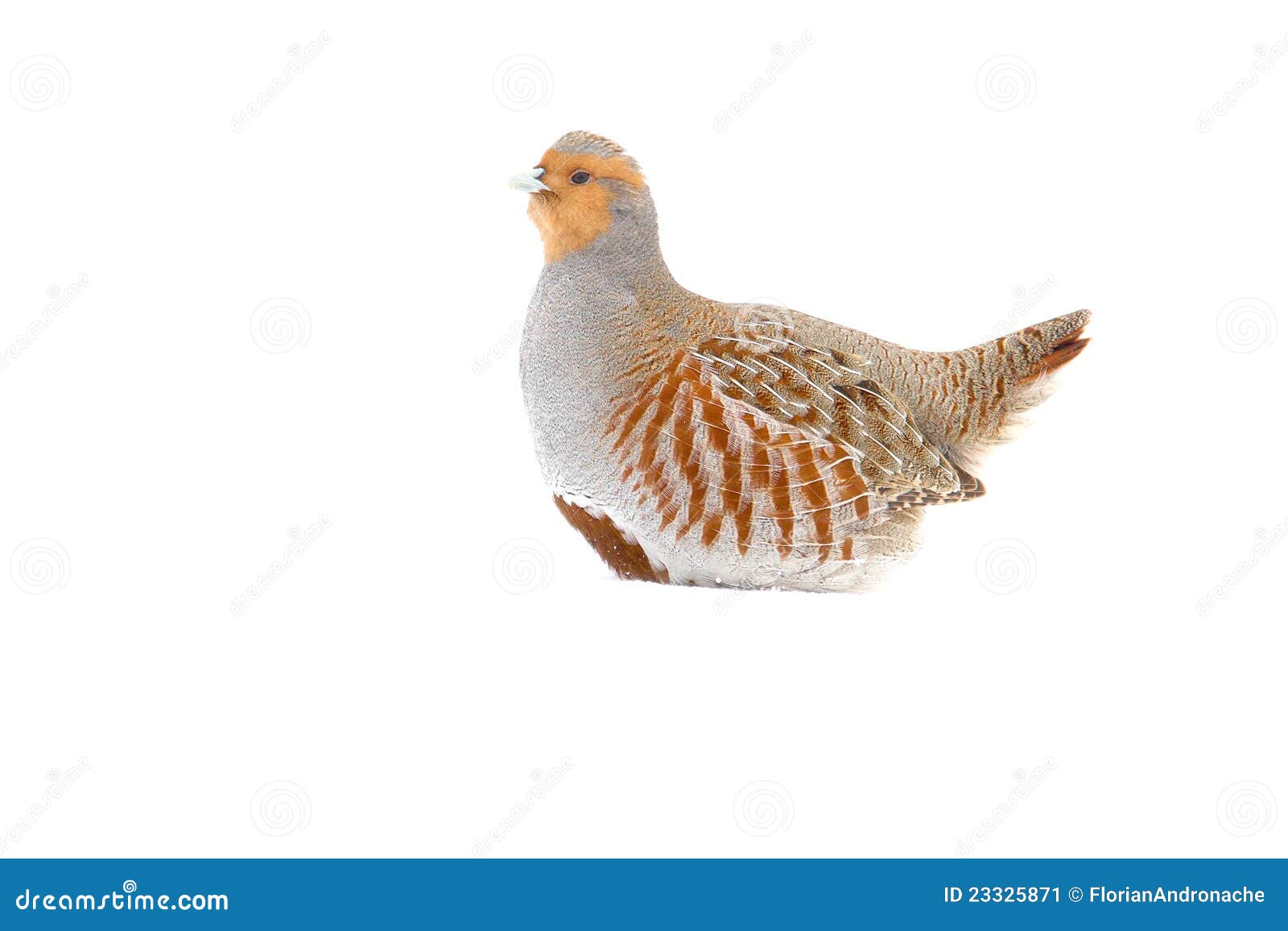 La Perdiz Gris (perdix Del Perdix) Imagen de archivo - Imagen de ganado ...