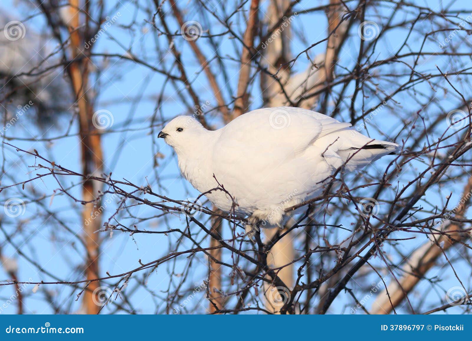 La perdrix blanche image stock. Image of roche, saisonnier - 37896797