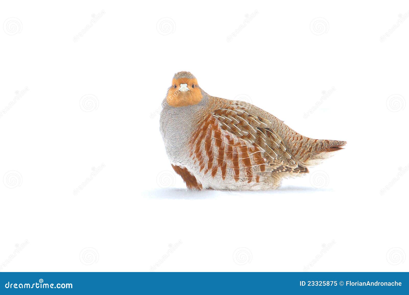 La Perdrix Grise (perdix De Perdix) Image stock - Image du nana ...