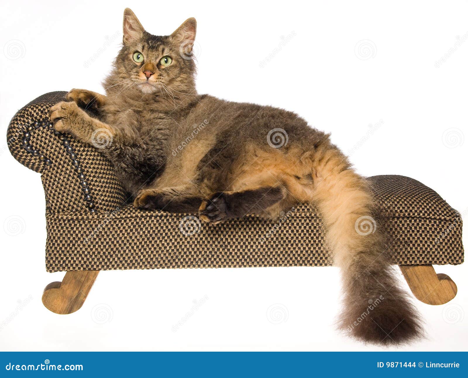 La Perm Cat on Mini Couch on White Background Stock Photo - Image of ...