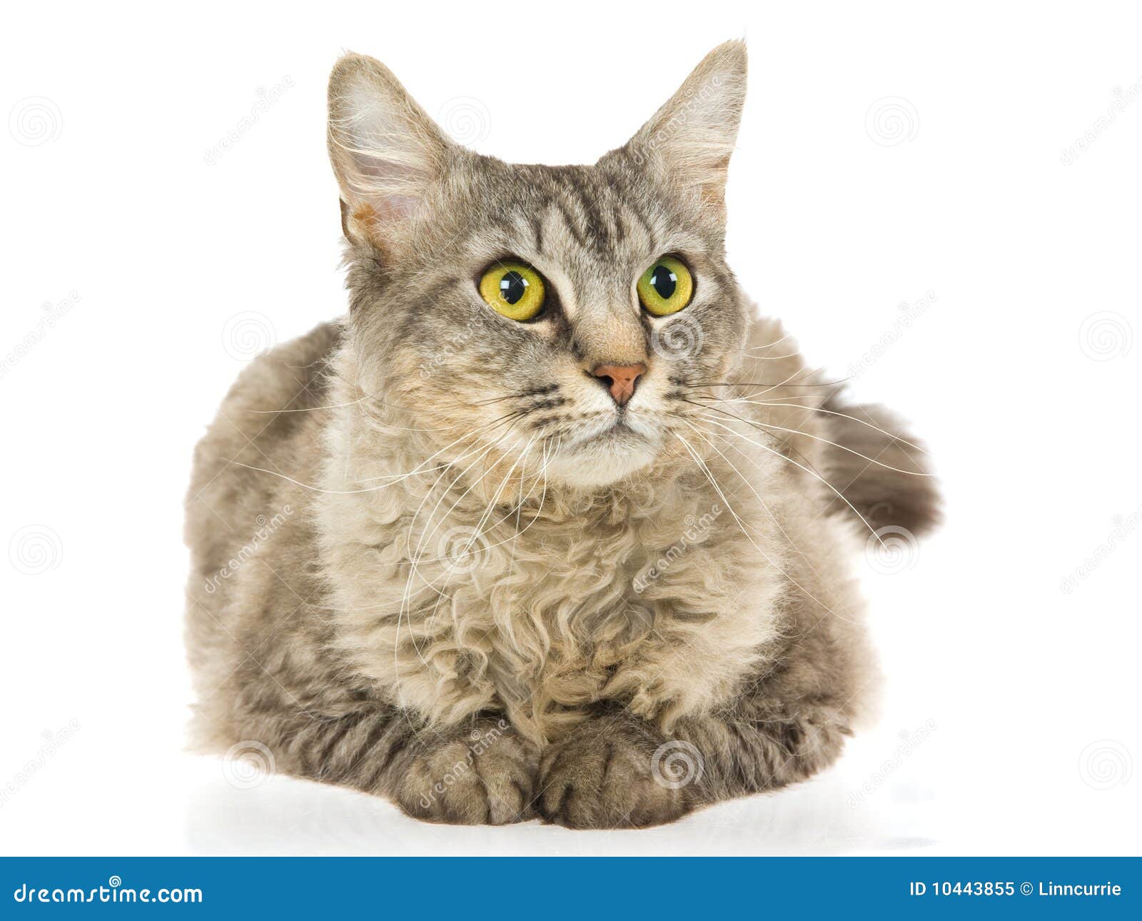 La Perm Cat on White Background Stock Image - Image of frizzed, cats ...