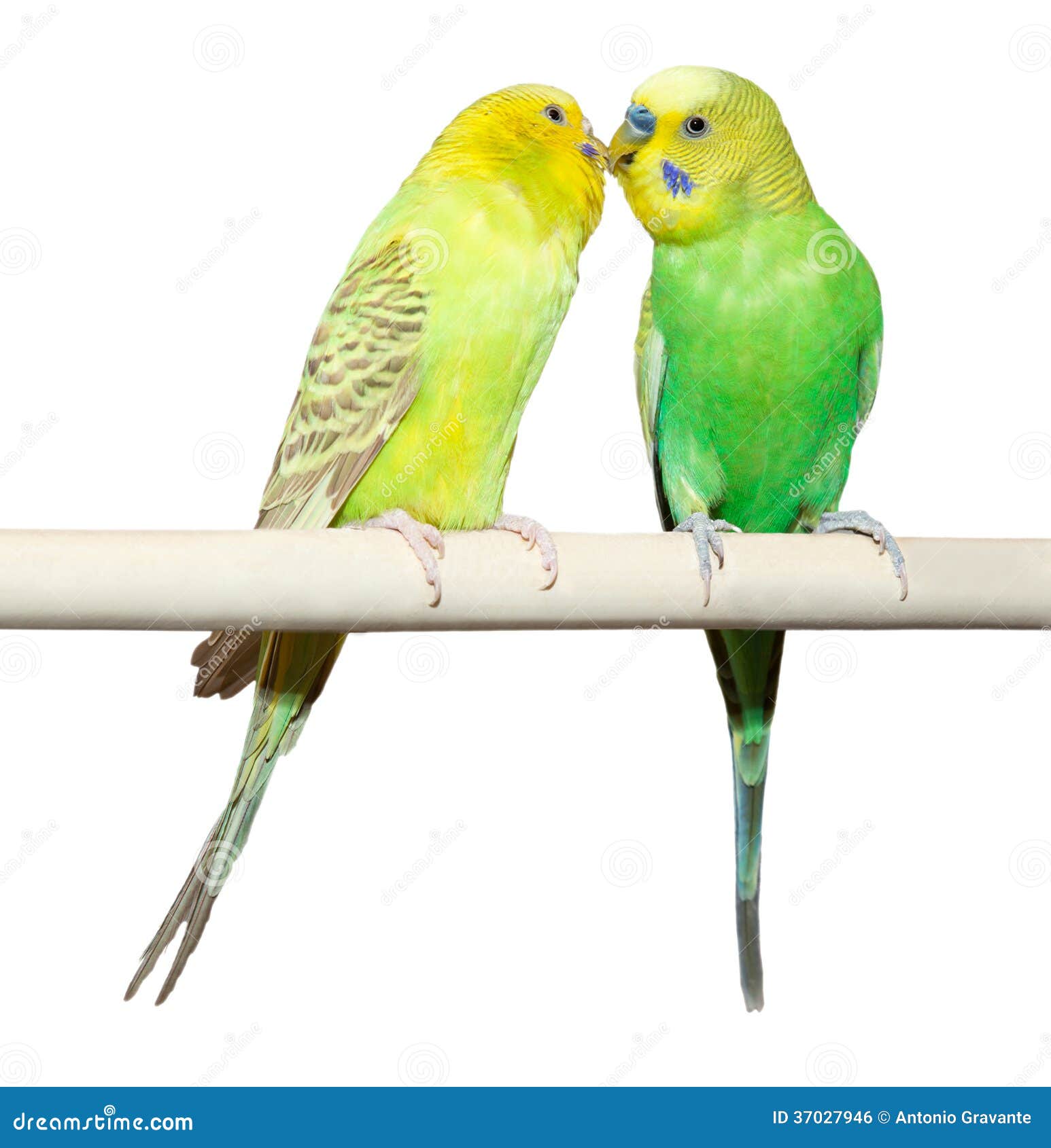 La Perruche Deux Se Reposent Sur Une Perche Photo stock - Image du ...