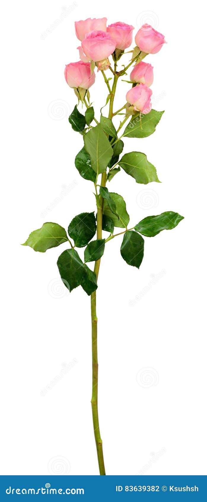 La Petite Rose De Rose Fleurit La Branche Photo stock - Image du lames ...