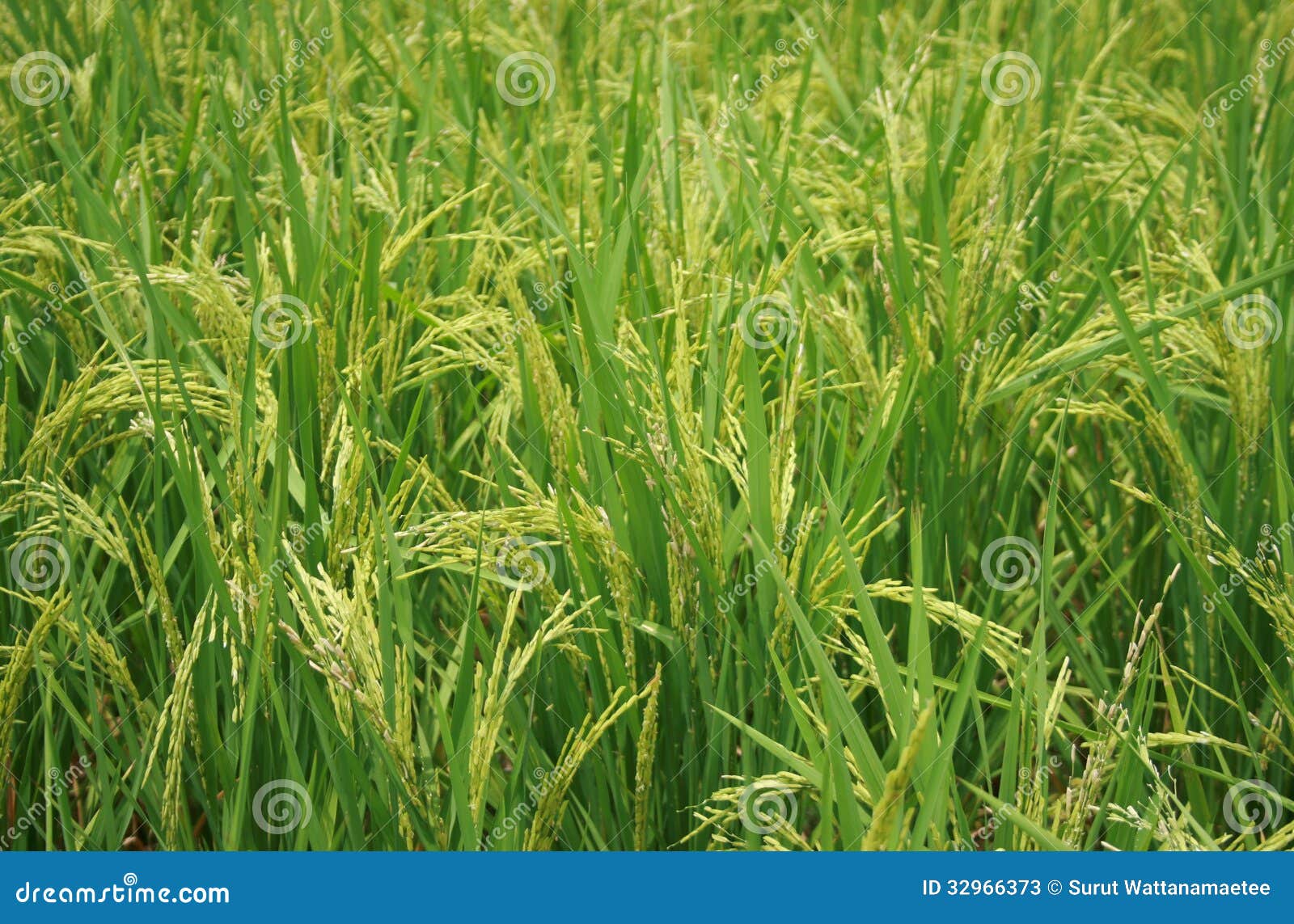 La pianta di riso immagine stock. Immagine di asia, coltivi - 32966373