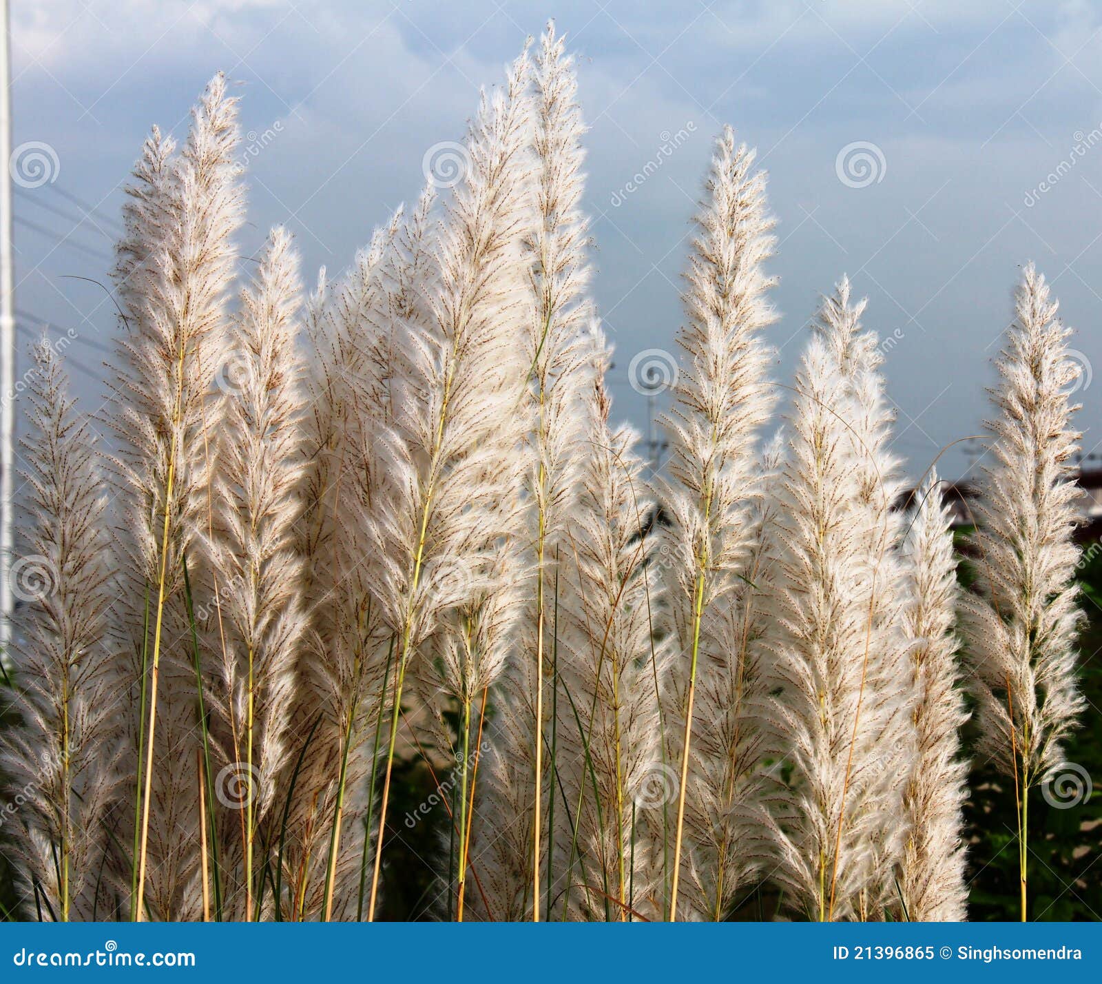 La Piuma Naturale Bianca Gradice La Pianta Immagine Stock - Immagine di ...