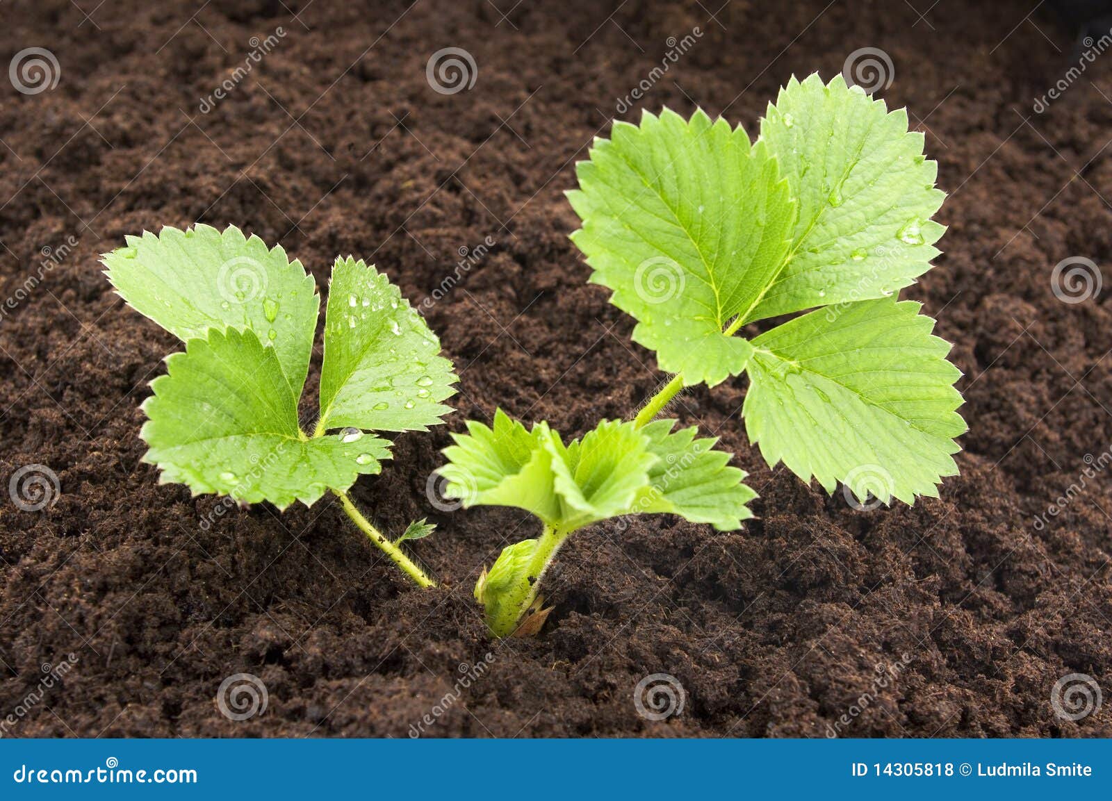 La planta de fresa. foto de archivo. Imagen de planta - 14305818