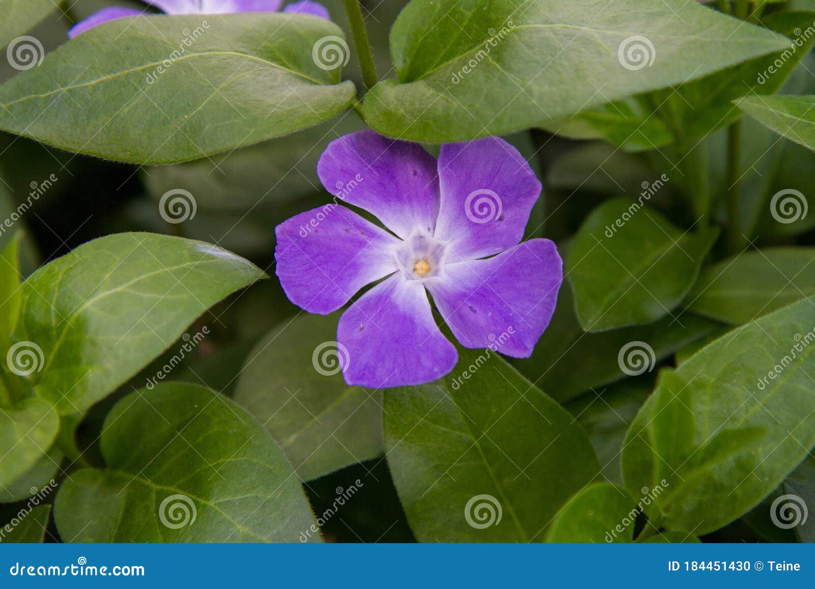 La Planta De Periwinkle Menor Foto de archivo - Imagen de violeta ...