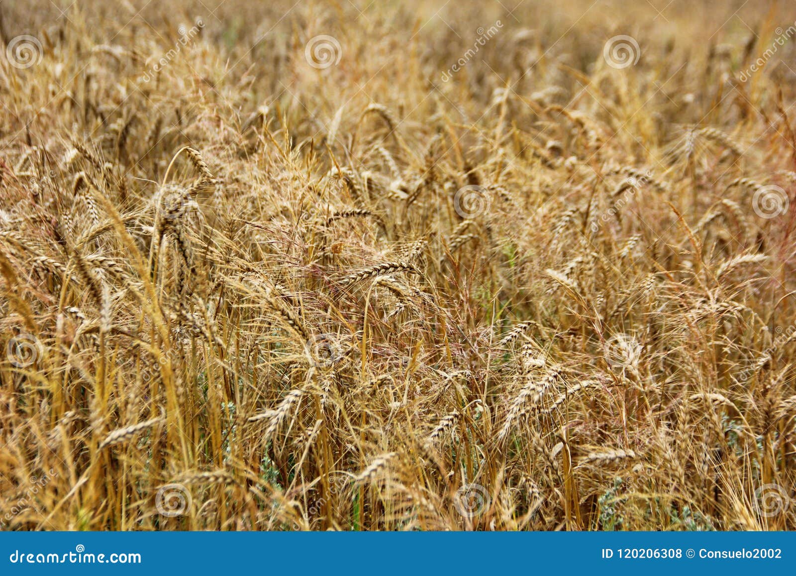 La planta el centeno foto de archivo. Imagen de centeno - 120206308