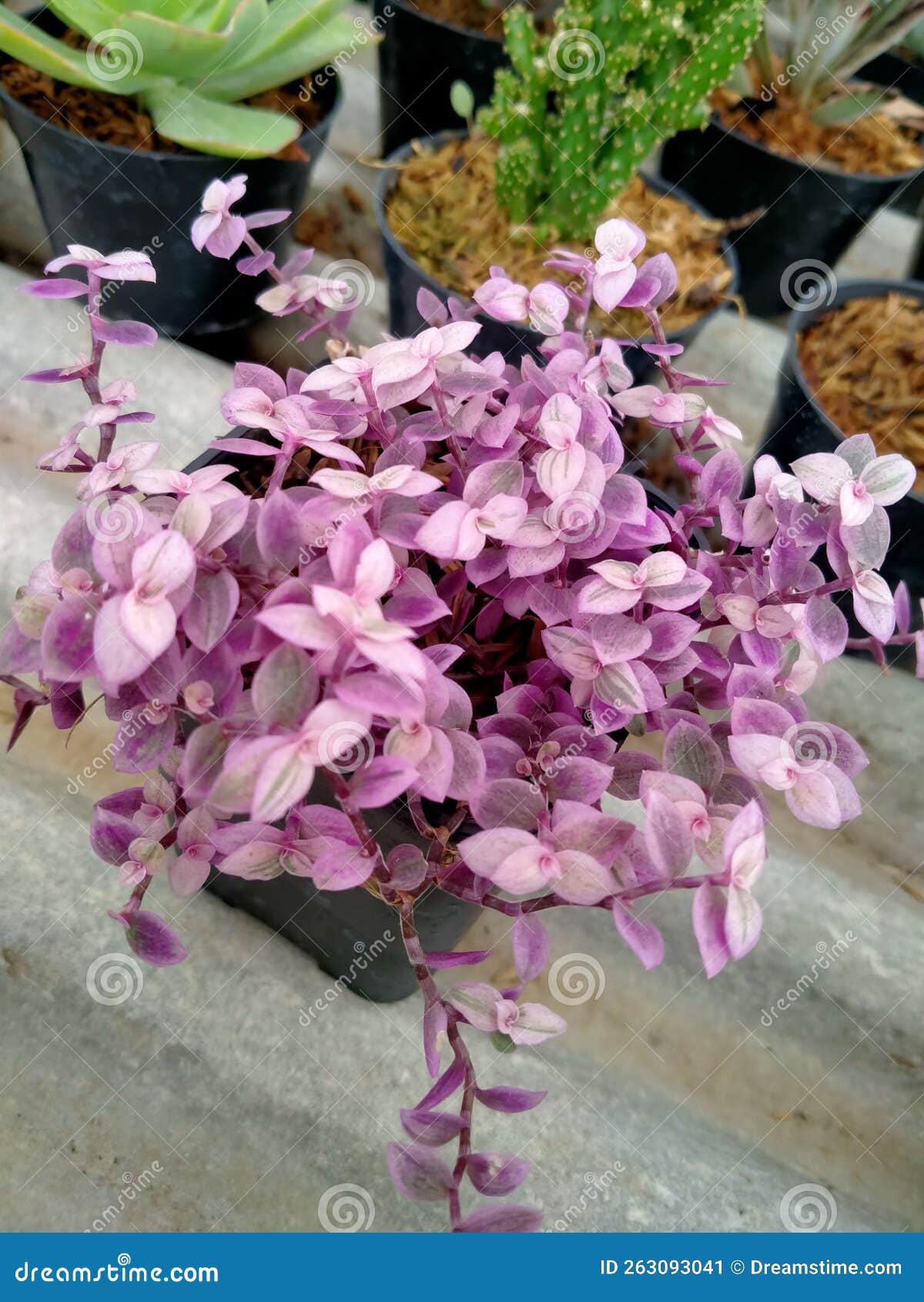 La Planta Morada Tan Hermosa Imagen de archivo - Imagen de planta ...