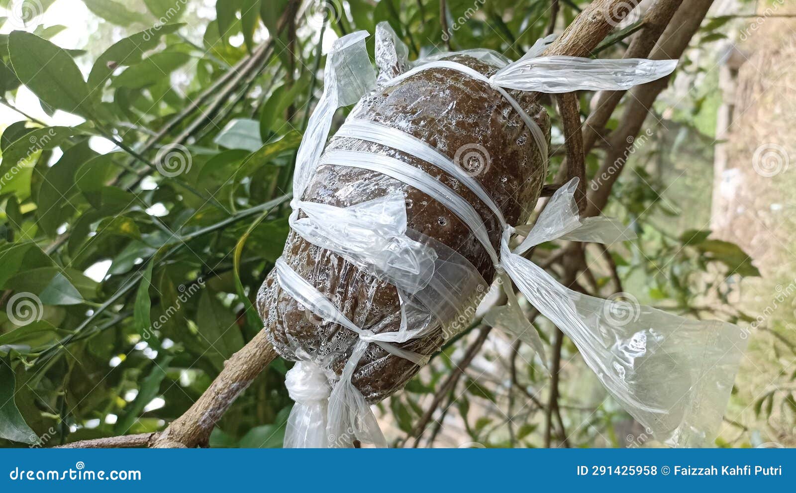 La Planta Objeto De Injerto Foto de archivo - Imagen de planta ...