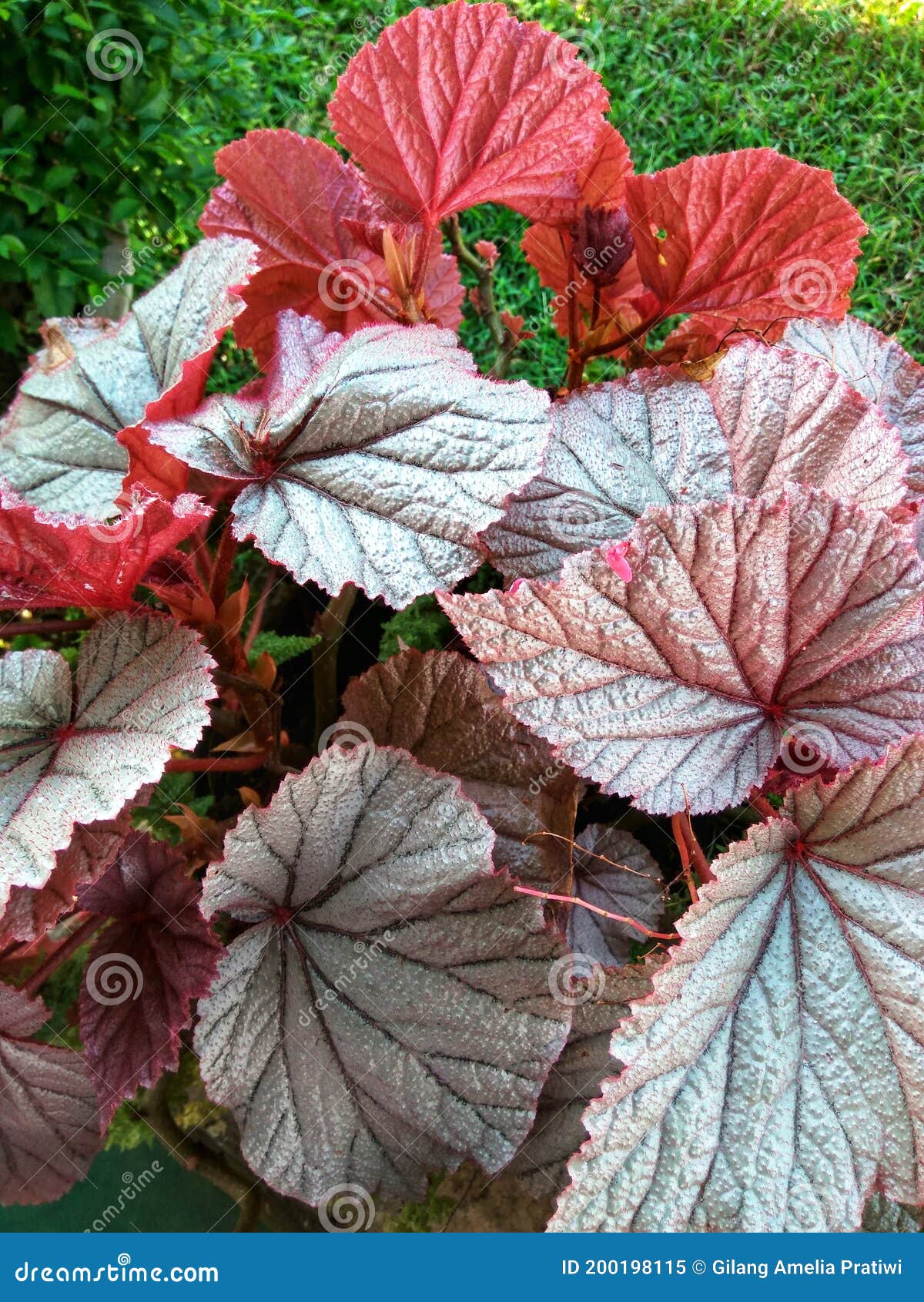La Plata De Sheen Begonia Rex Imagen de archivo - Imagen de resorte ...
