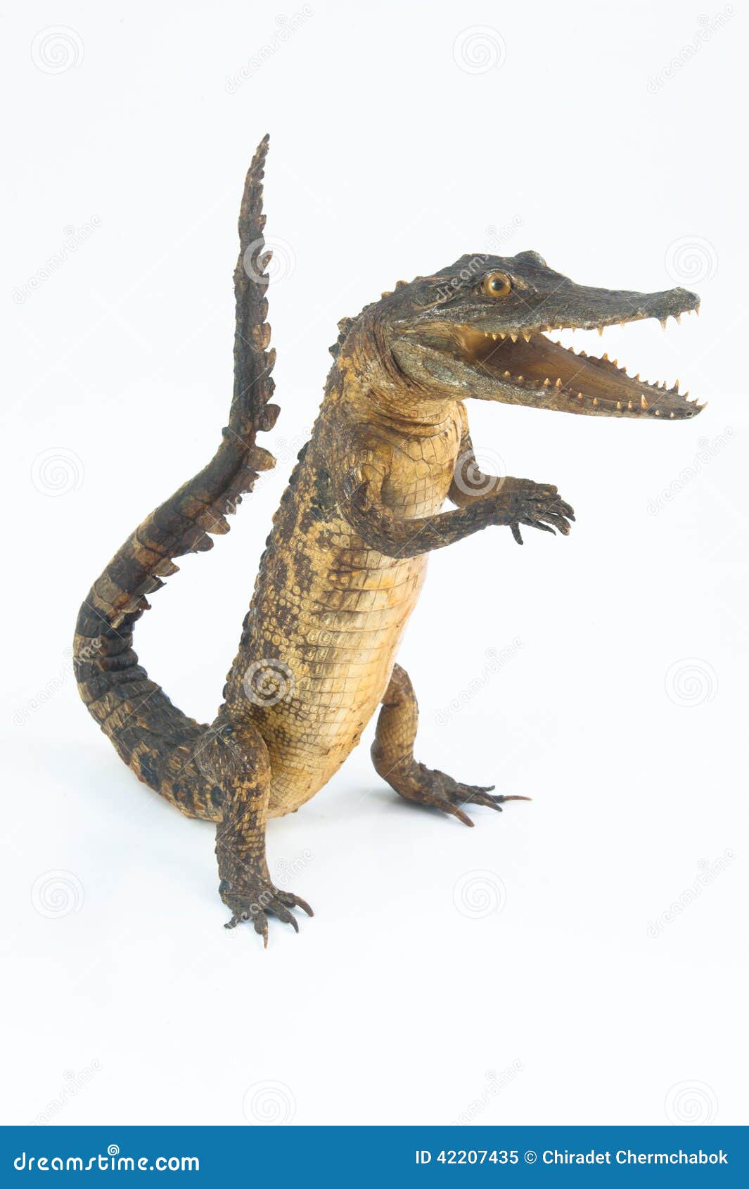 La position de crocodile image stock. Image of oeil, priez - 42207435