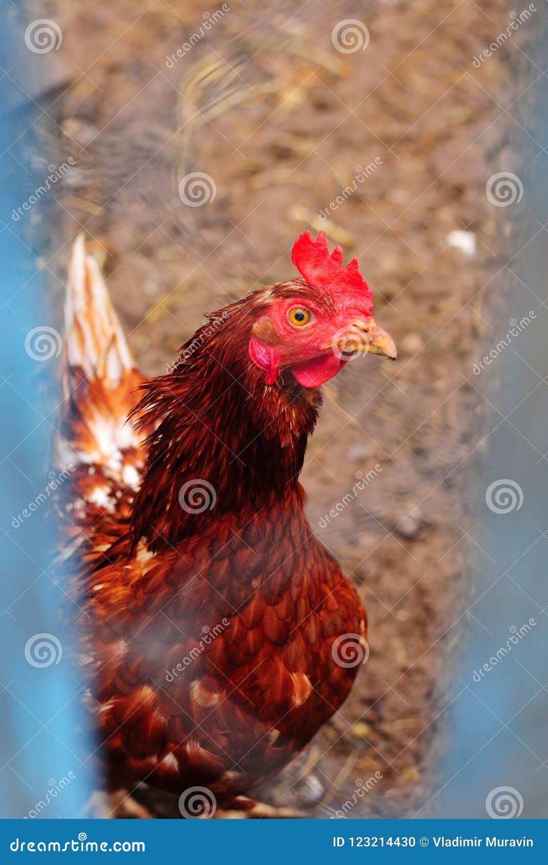 La Poule Rouge Regarde Dans Vos Yeux Photo stock - Image du brun, rural ...