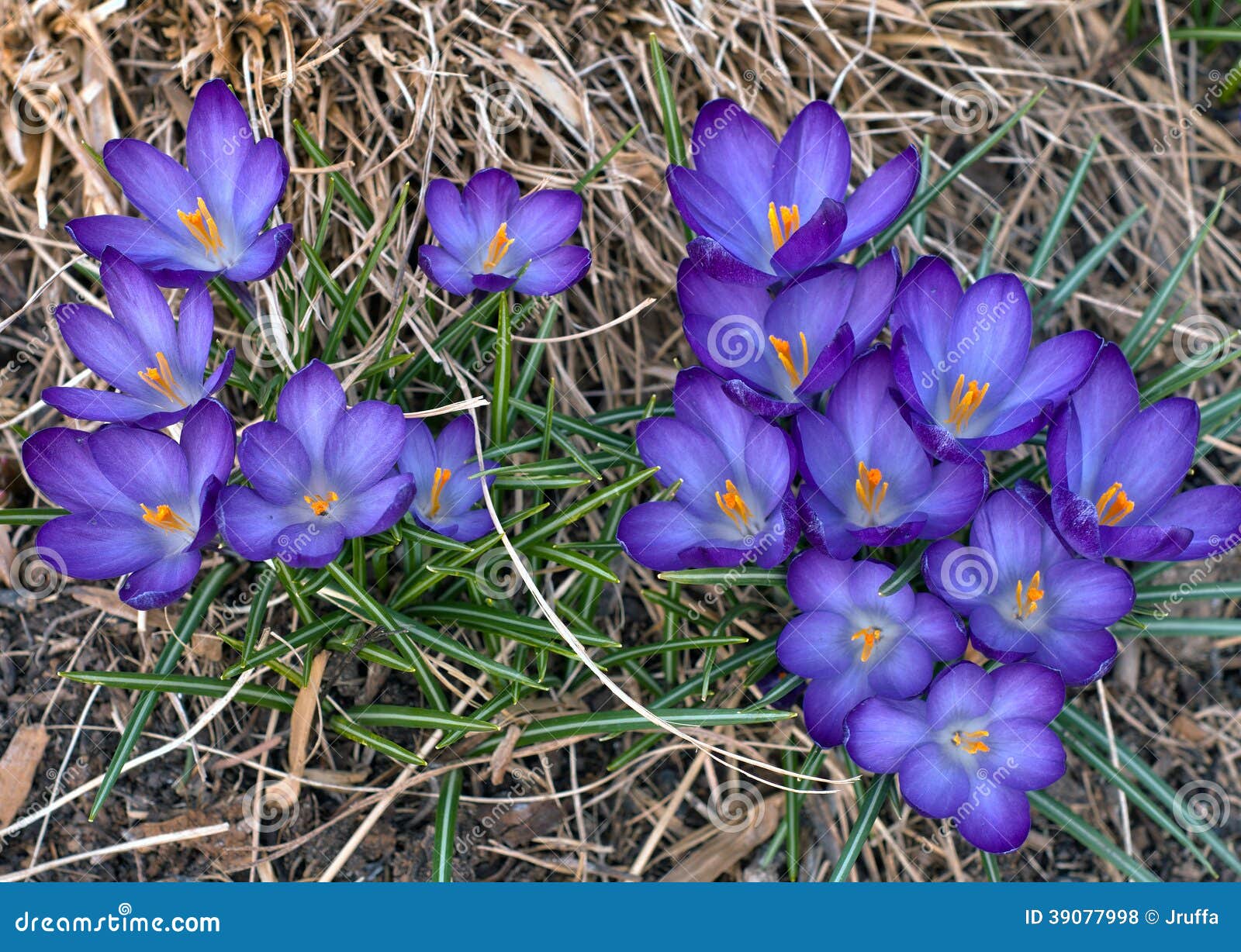 ¡La Primavera Ha Llegado! - Azafranes Foto de archivo - Imagen de ...