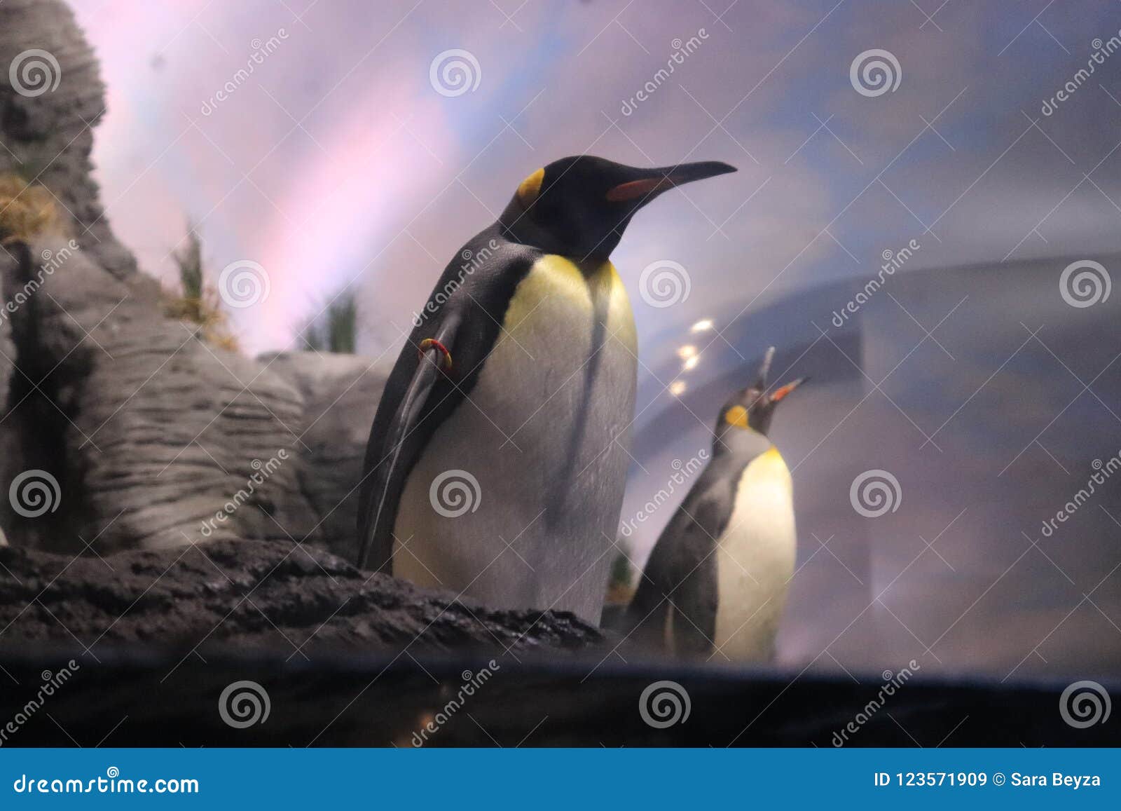 La protuberancia grande imagen de archivo. Imagen de protuberancia ...