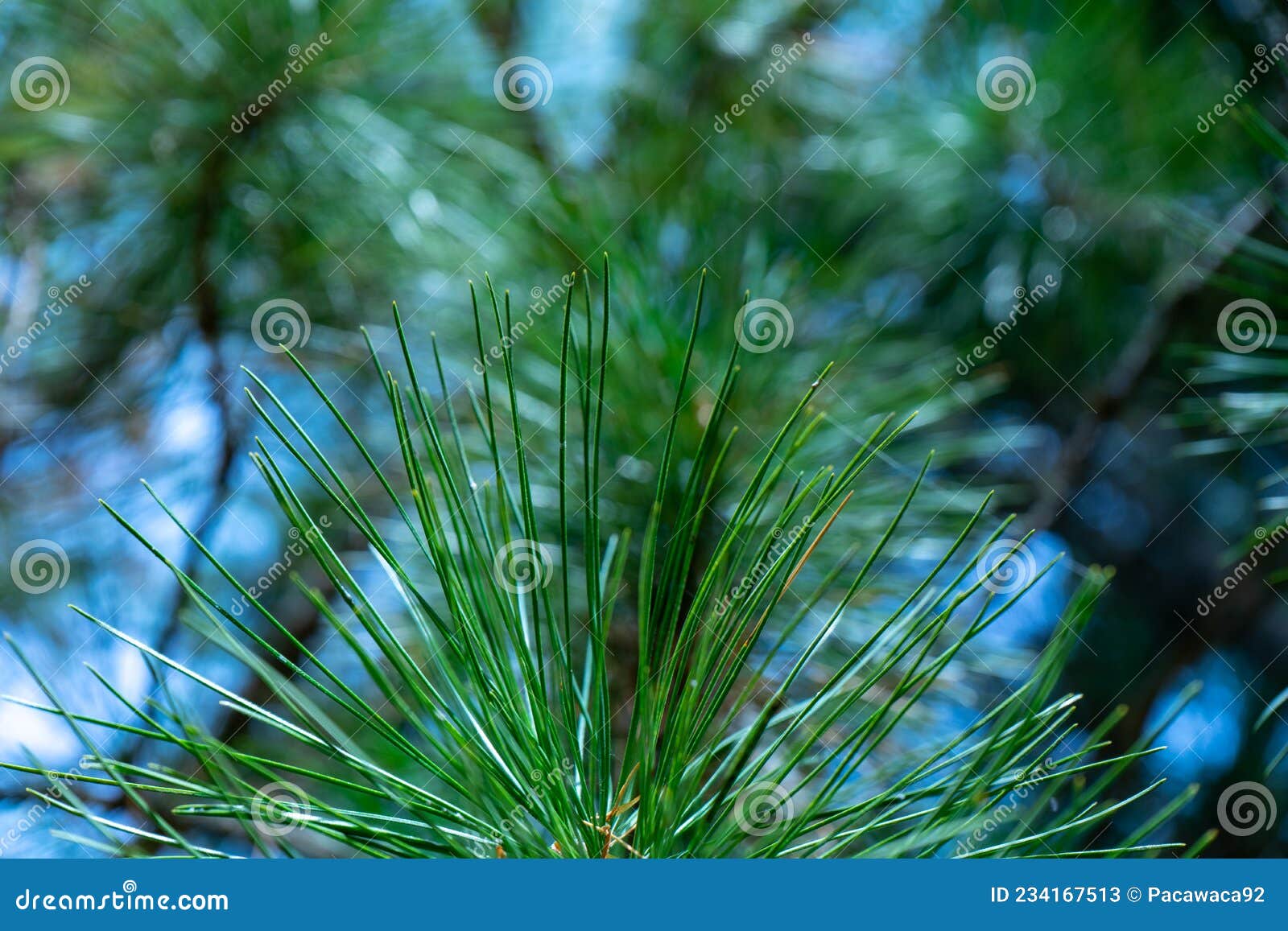 La Punta De La Rama De Cedro Verde Con Aguja Imagen de archivo - Imagen ...