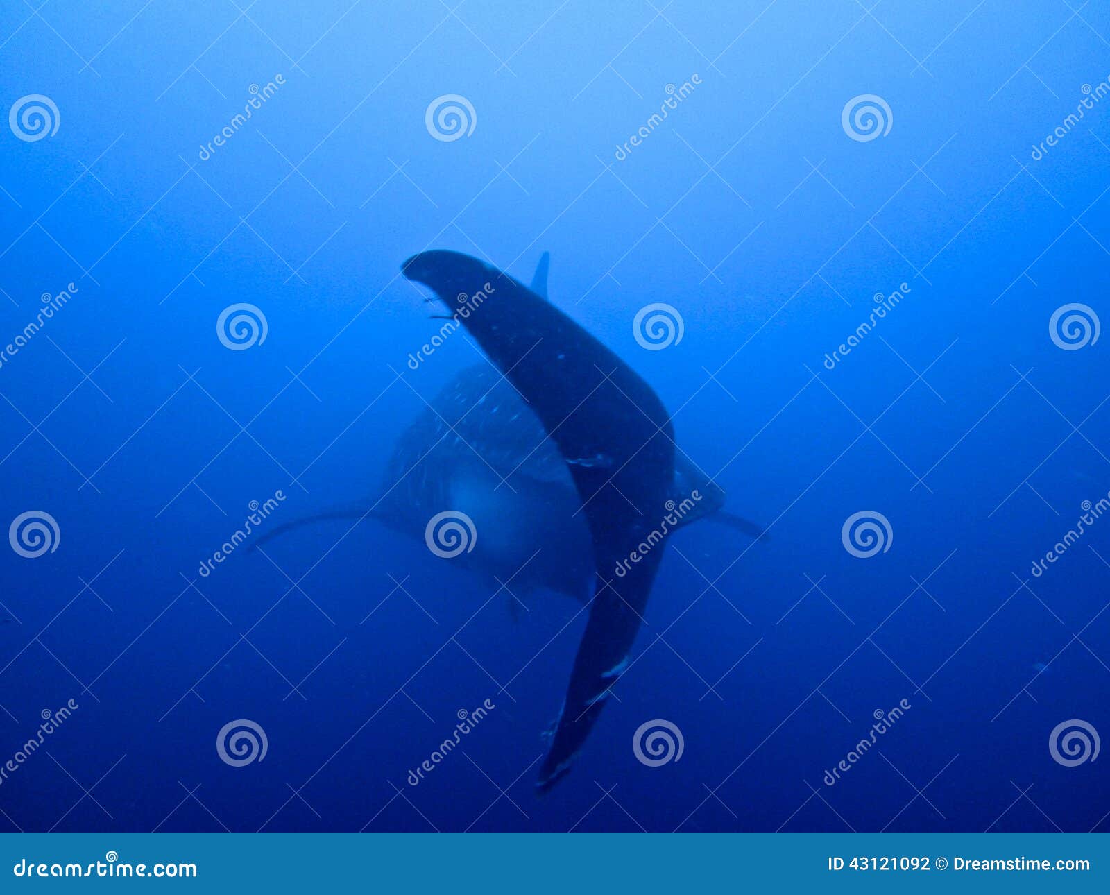 La Queue Des Plus Grands Poissons Du Monde Photo stock - Image du ...