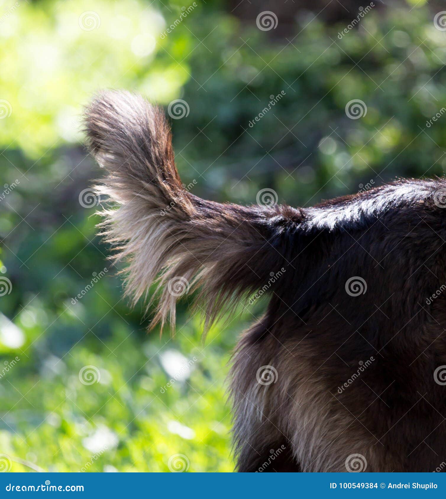La queue du ` s de chien photo stock. Image du renversement - 100549384