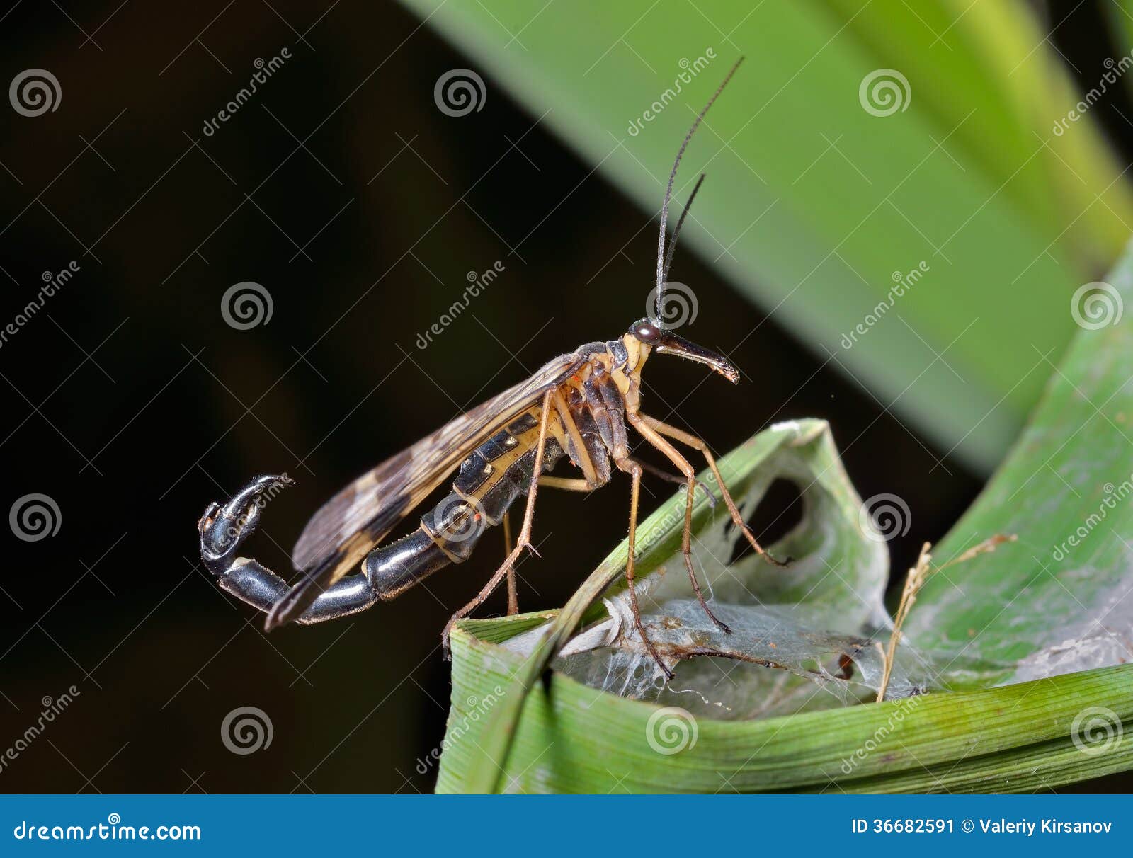 La Queue 6 Du Scorpion D'insecte Image stock - Image du séance ...