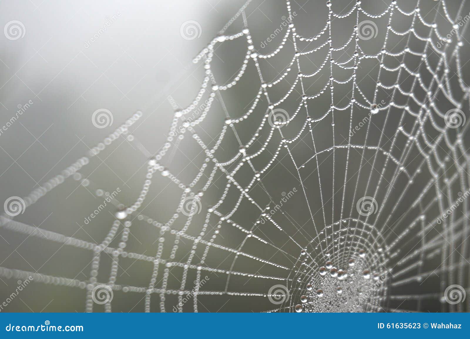 La ragnatela immagine stock. Immagine di colore, collegamento - 61635623
